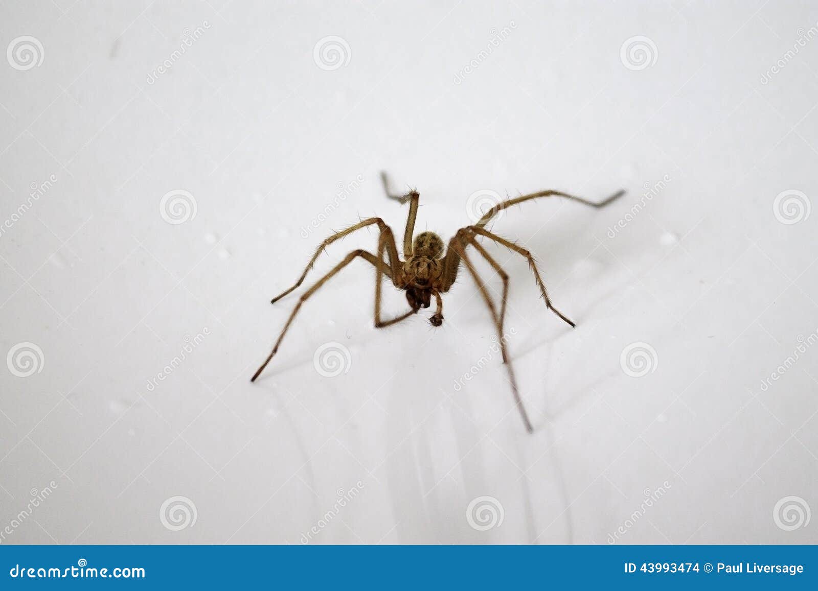 Cobweb Spider or Tegeneria Gigantea Stock Photo - Image of spider ...