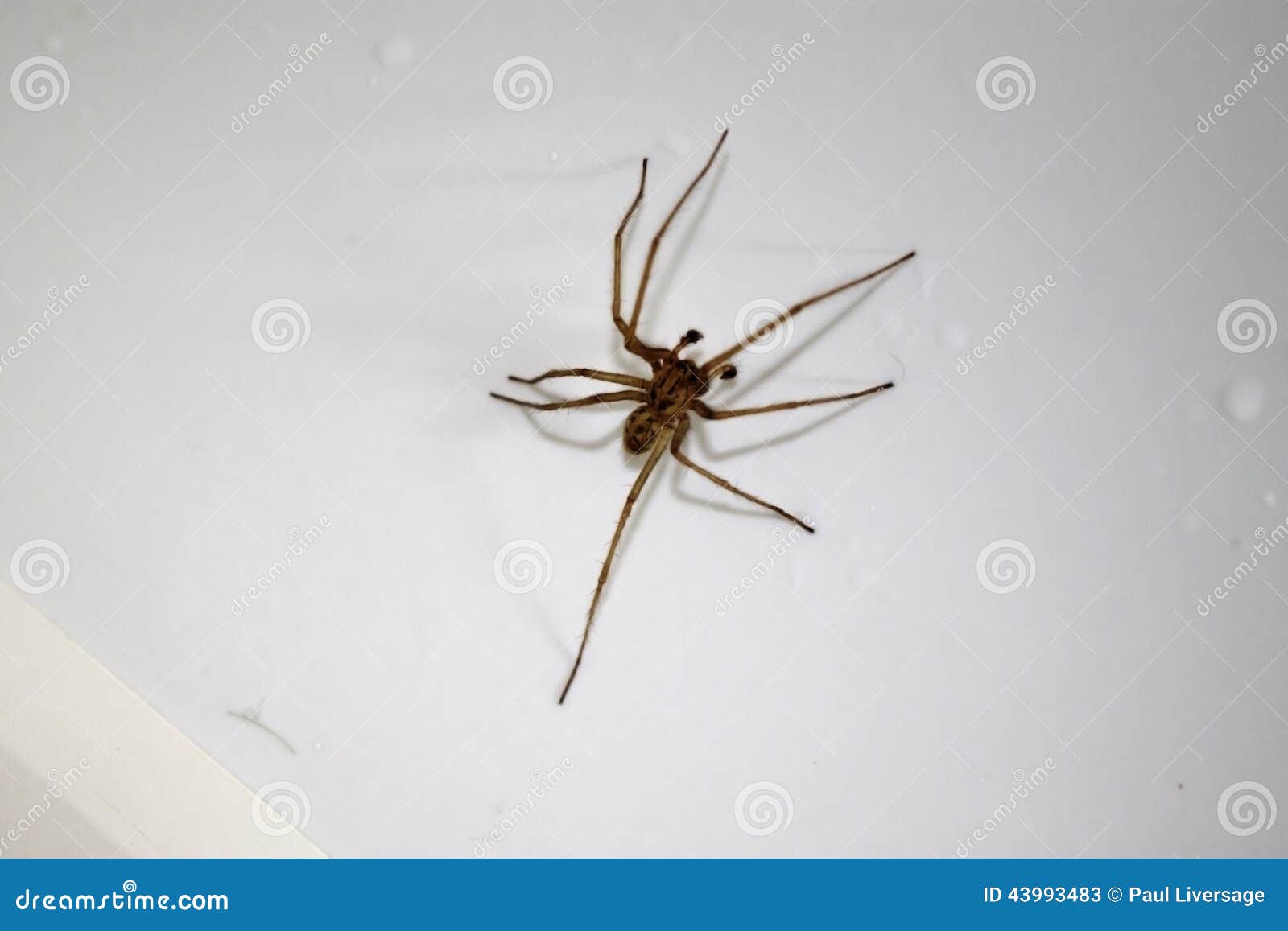 Cobweb Spider or Tegeneria Gigantea Stock Image - Image of large ...