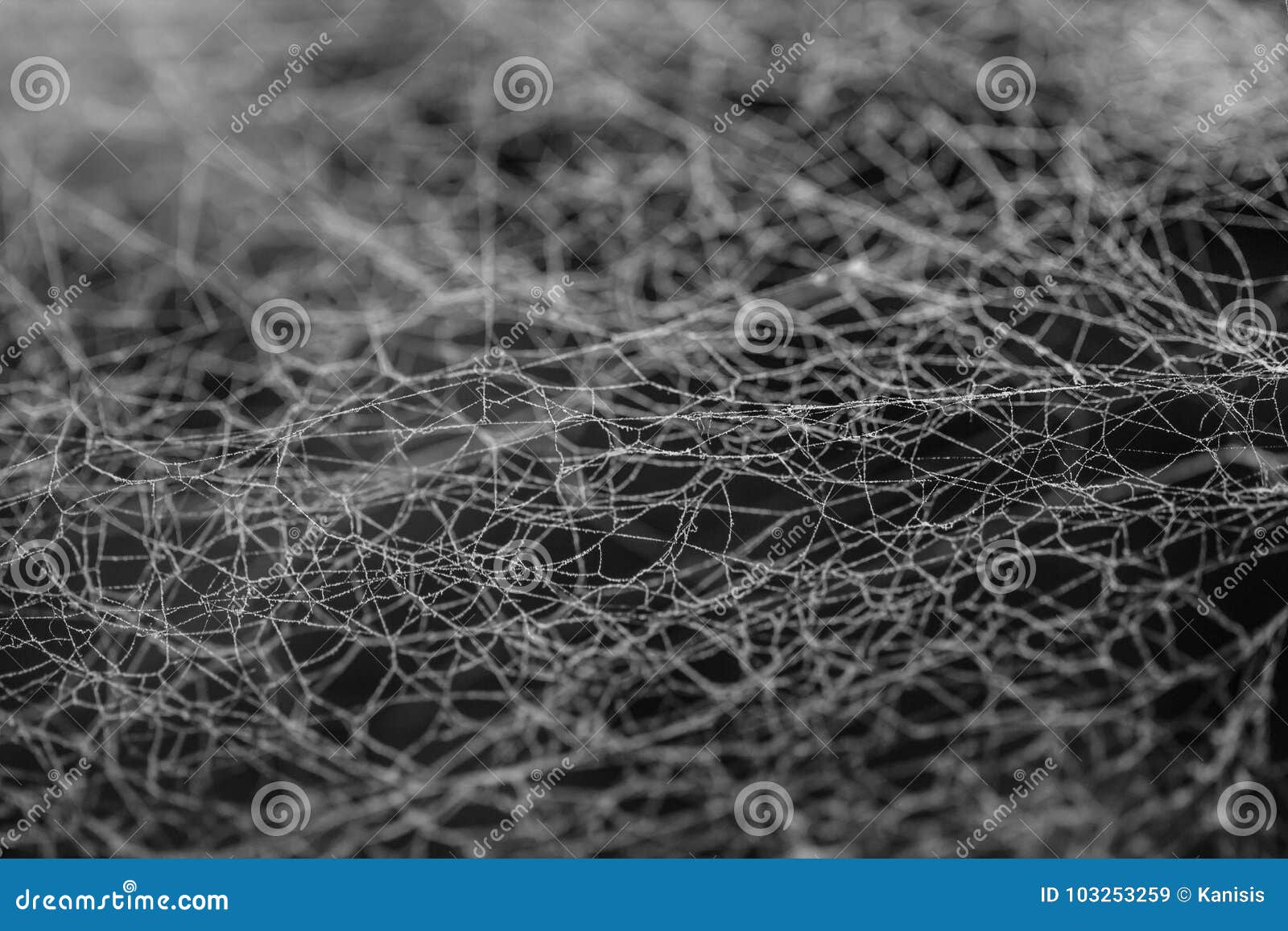Spider Web Under Microscope