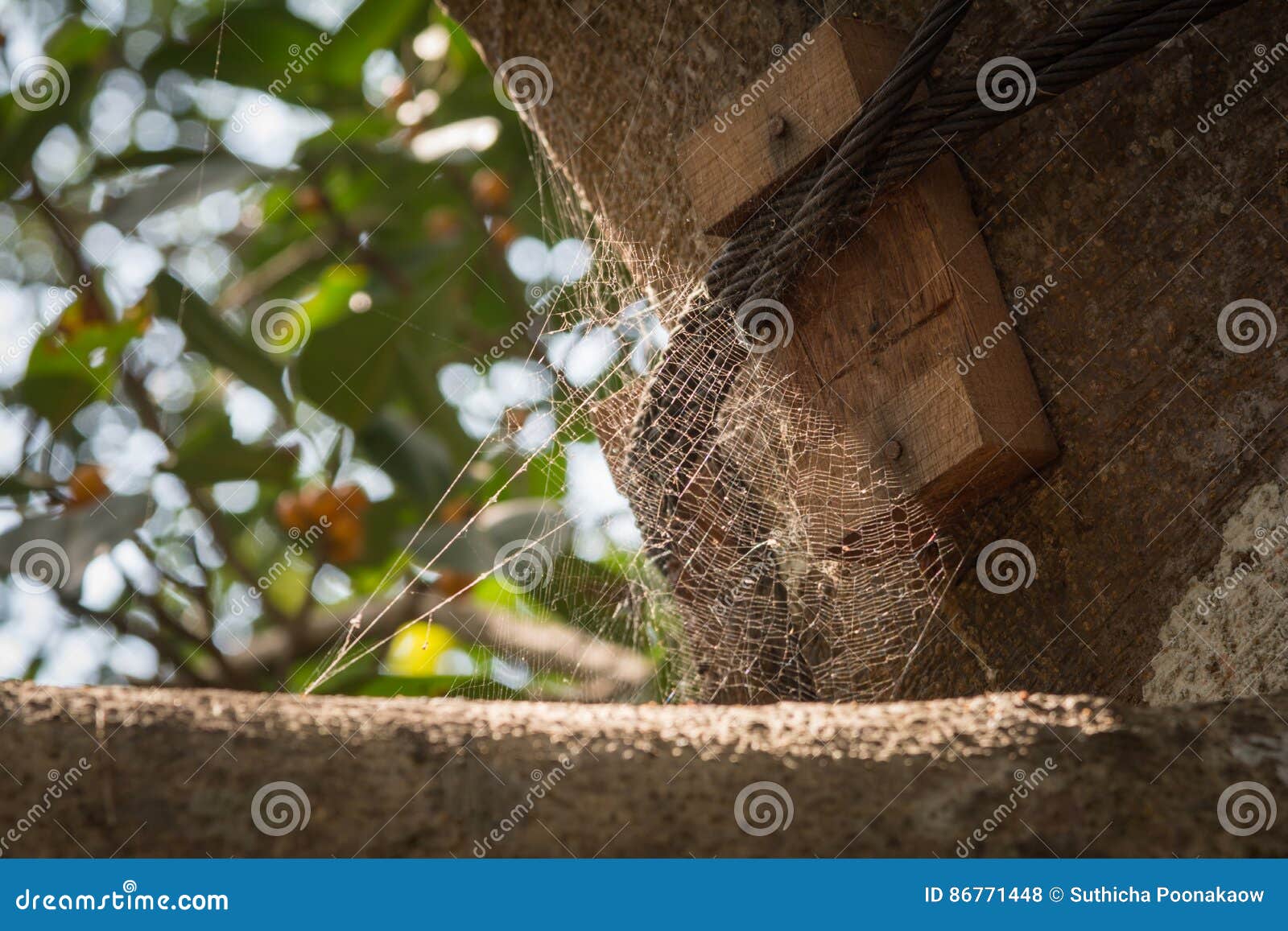 Cobweb stock photo. Image of rope, green, background - 86771448