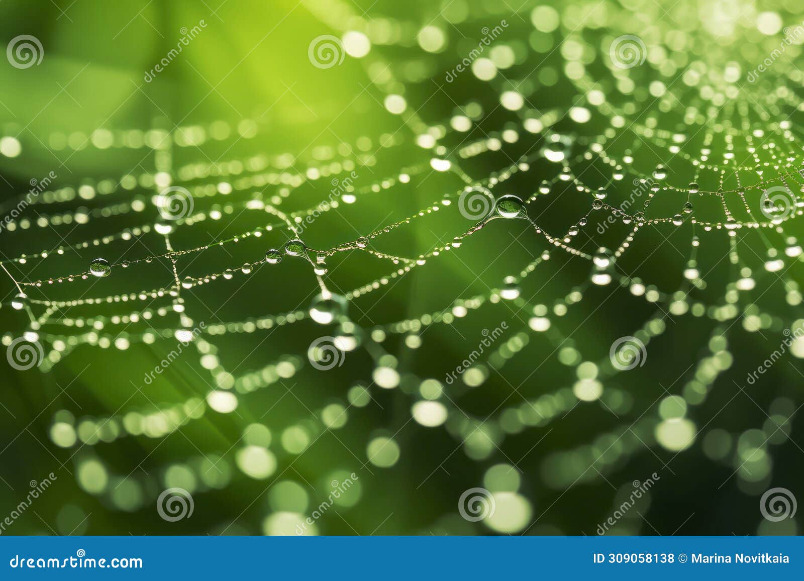Cobweb. Spider Web with Drops of Water after Rain in Forest, on Fresh ...