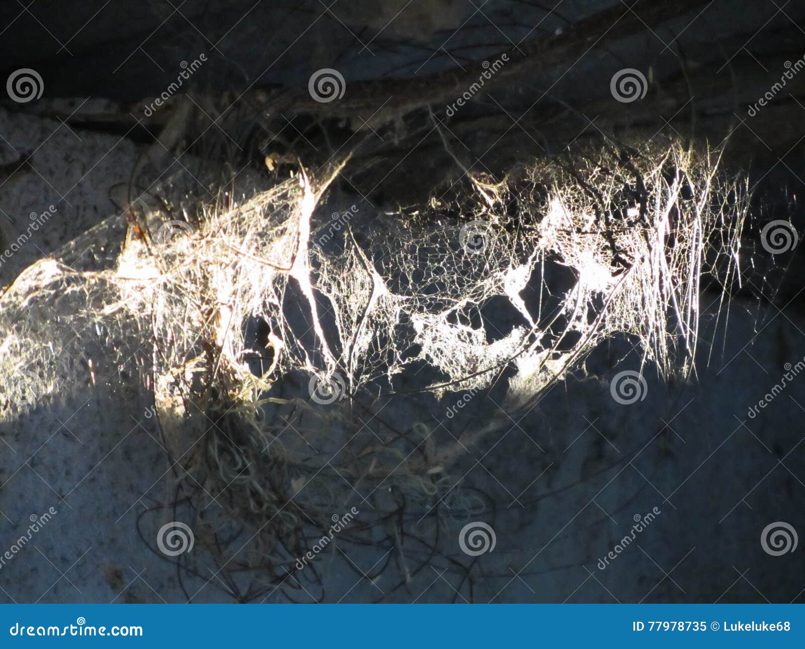 Cobweb or Spider Web Illuminated by the Sunshine in Ancient House Stock ...