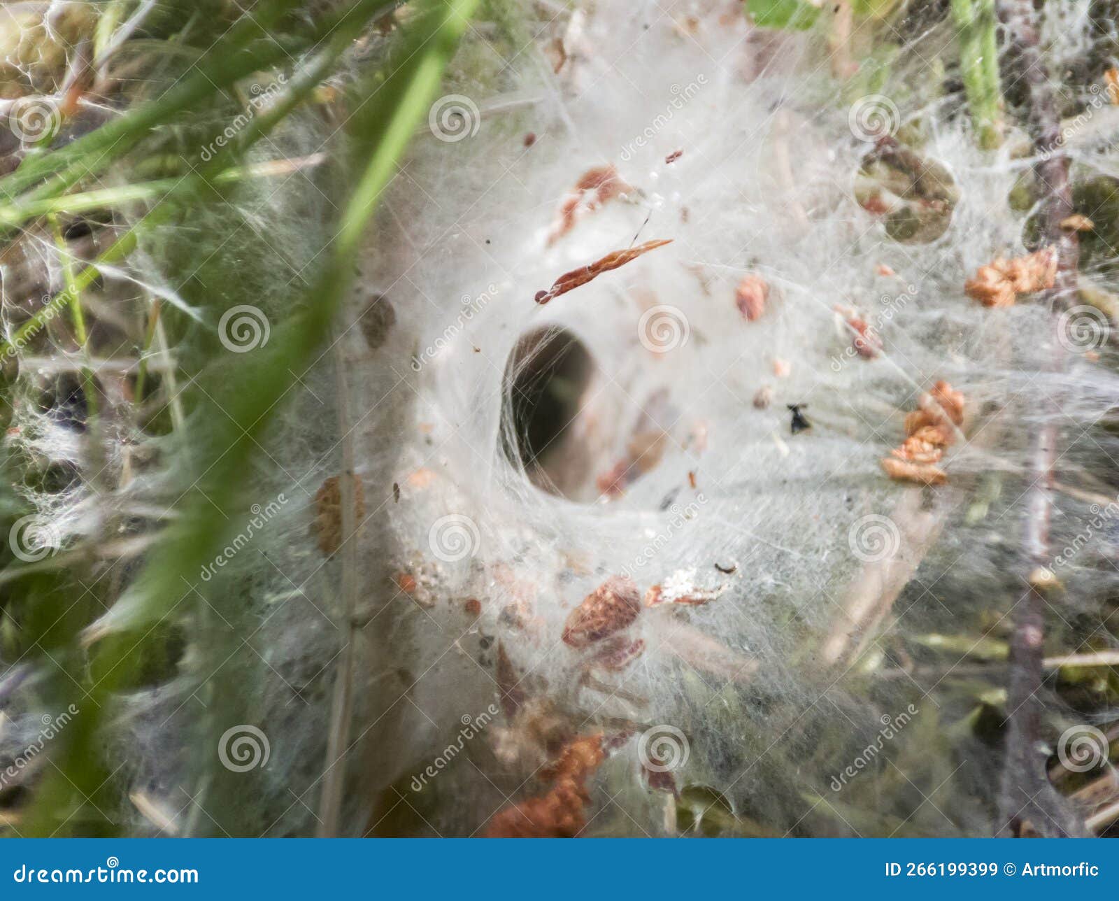 Cobweb or Spider Web Nest Vortex in Green Grass with Tiny Fallen Leaves ...