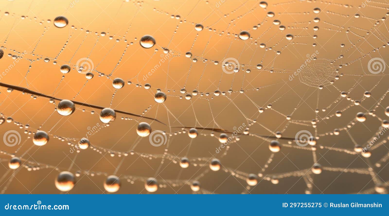 Cobweb or Spiderweb Natural Rain Pattern Background Close-up. Cobweb ...