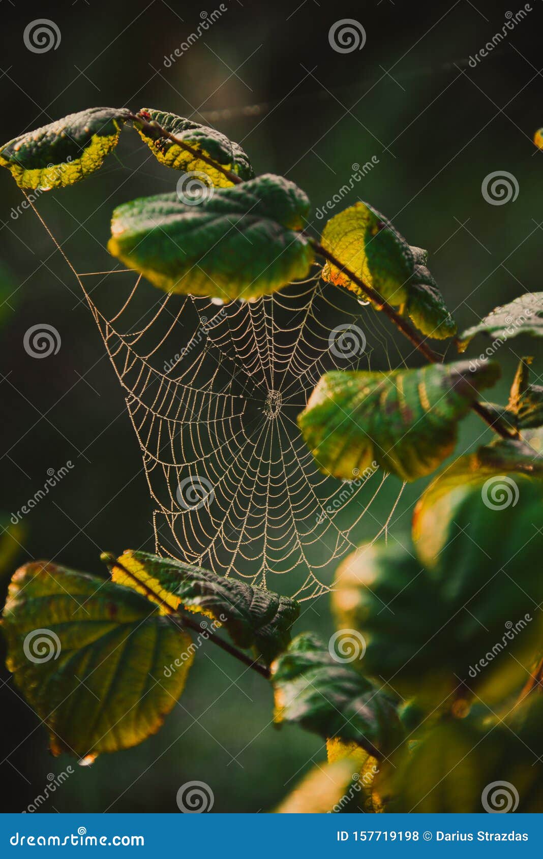 Cobweb Spiderweb on Tree Twig Stock Photo - Image of spiderweb ...