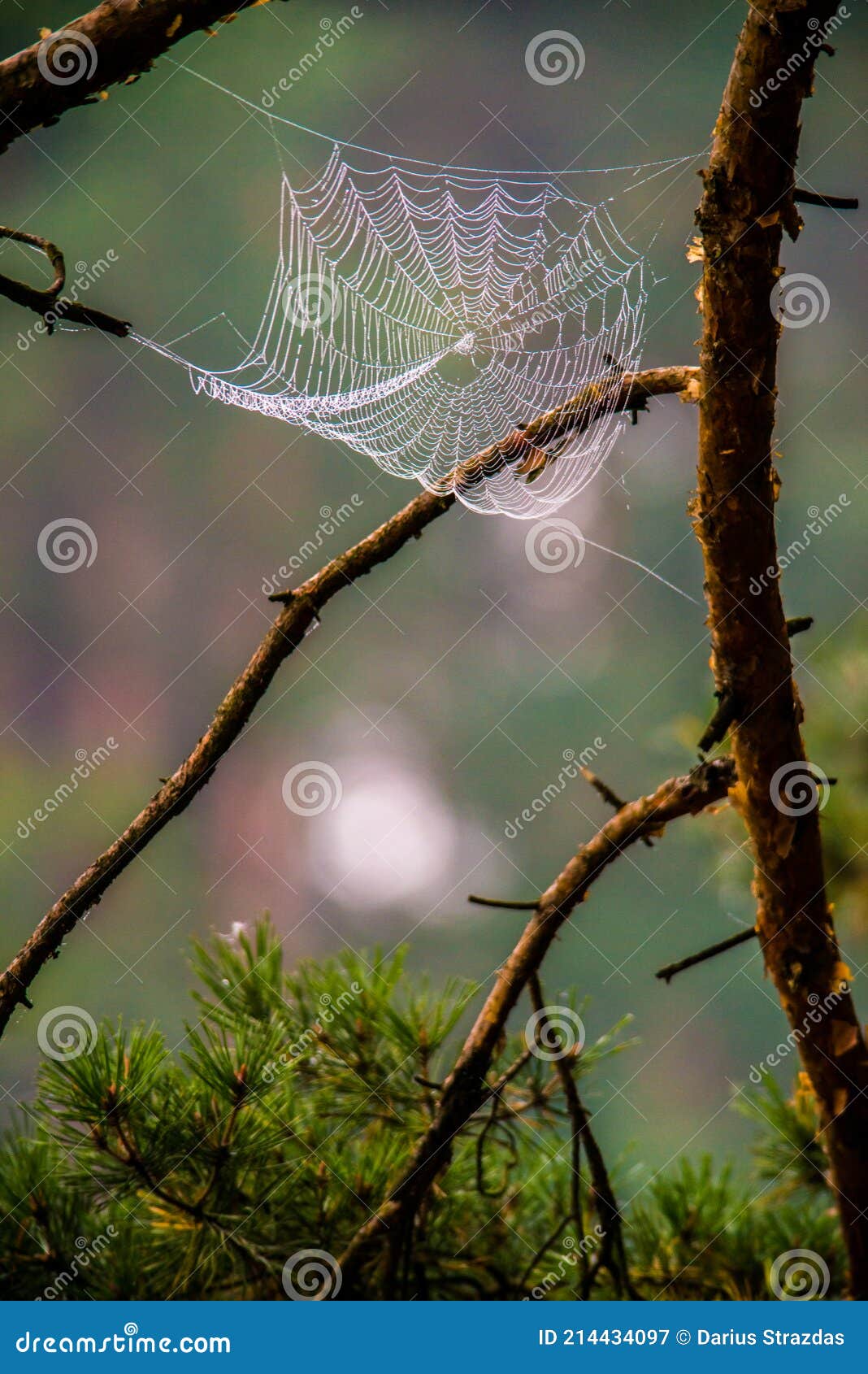 Cobweb Spiderweb on Tree Twig Stock Image - Image of spider, light ...