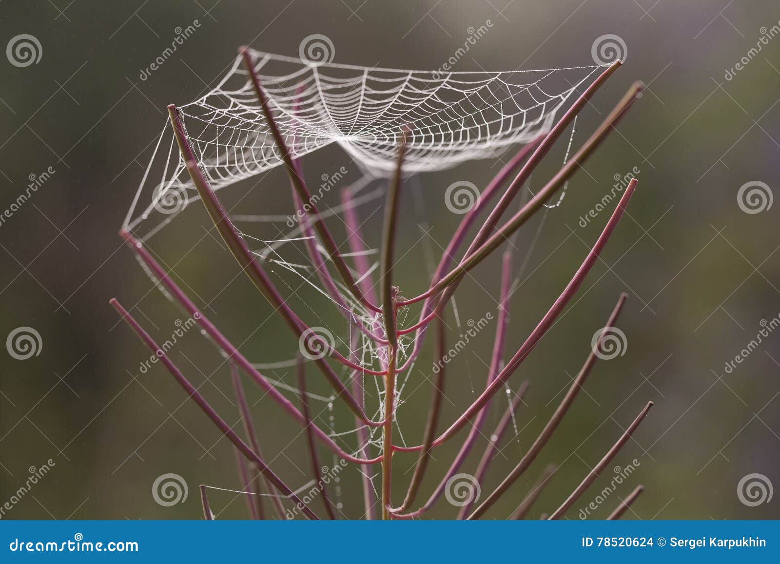 Cobweb on the Stems of Willow-herb. Stock Photo - Image of russia, trap ...