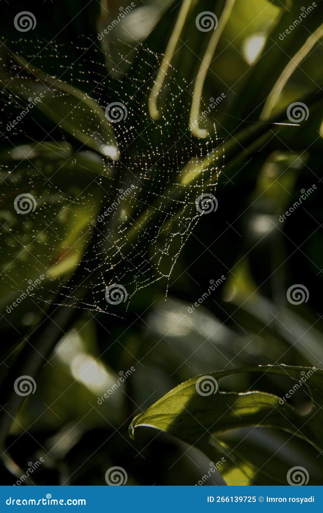 Cobwebs among the leaves stock image. Image of structure - 266139725