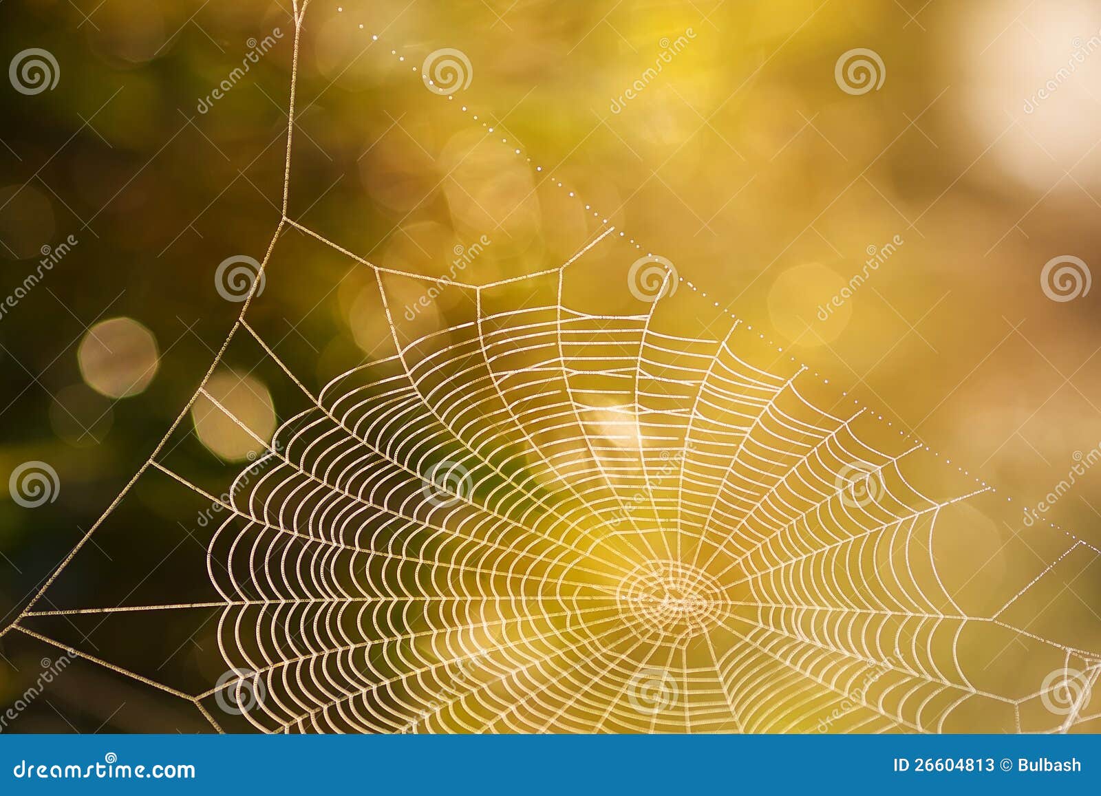 Cobweb summer stock image. Image of flora, morning, liquid - 26604813