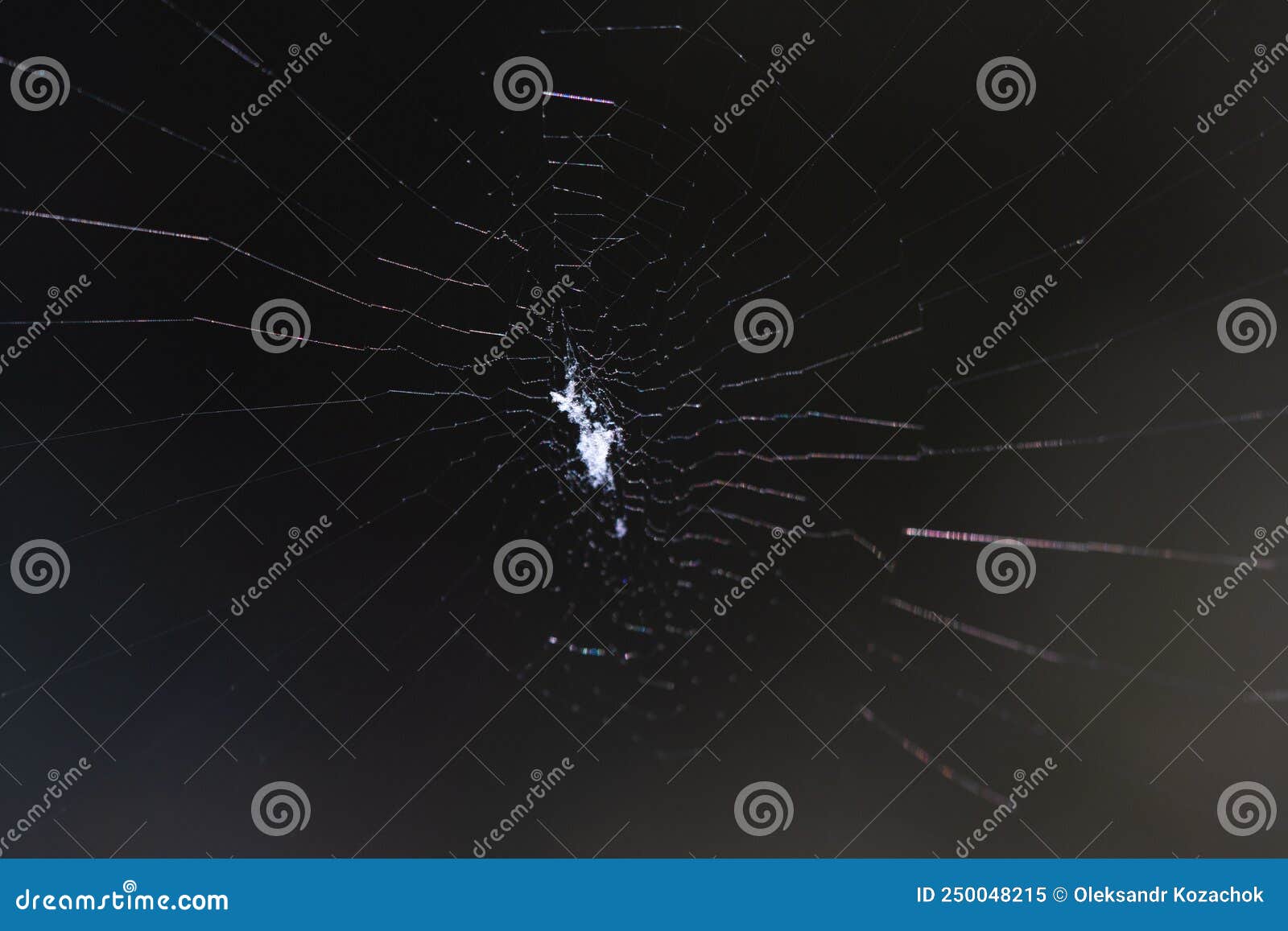 Cobweb in Summer, Spider Migration Phenomenon, Cobweb in Late Summer at ...