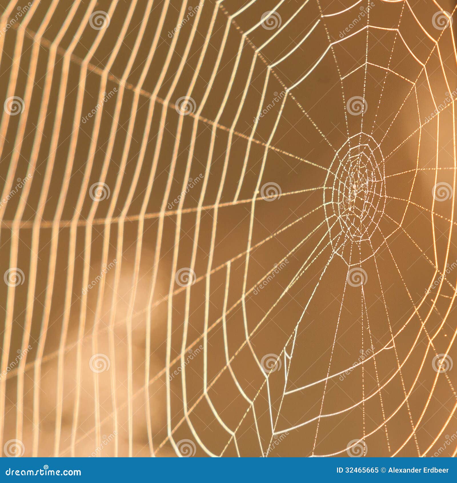 Cobweb in the sun stock image. Image of arachnid, grass - 32465665