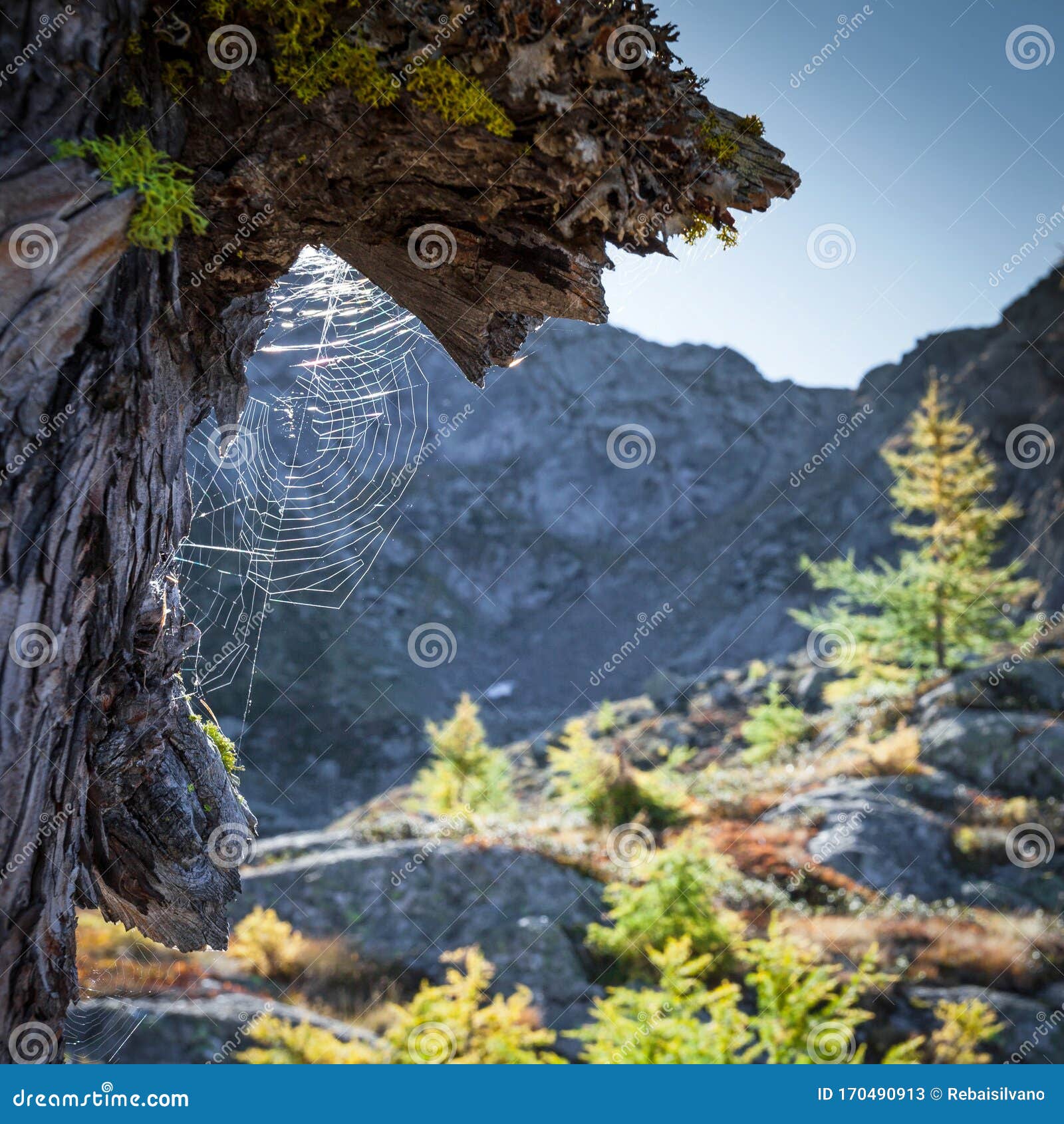 Cobweb with sun rays stock image. Image of high, beautiful - 170490913