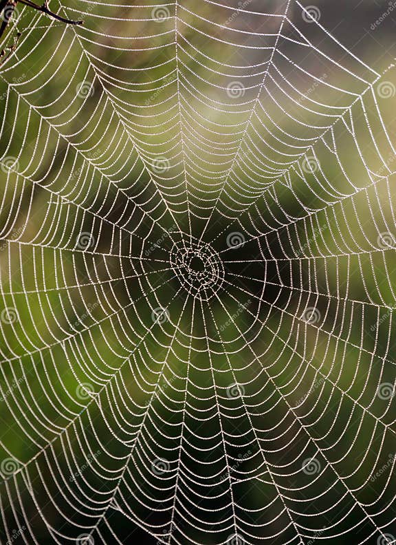 Cobweb in the sunlight stock photo. Image of mesh, macro - 25477512