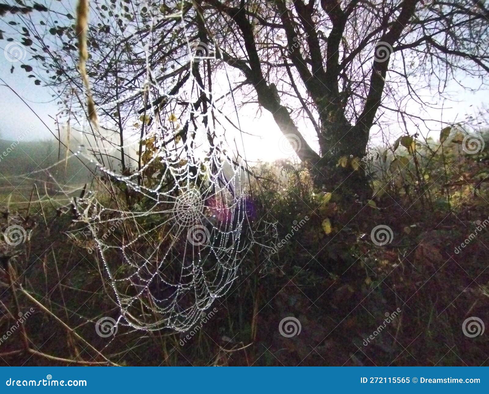 Cobweb in the tall grass stock image. Image of flower - 272115565