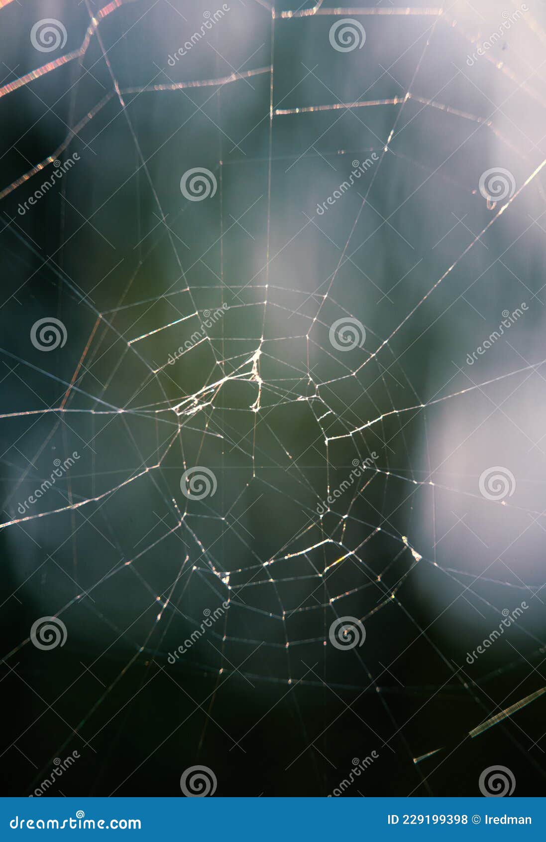 Cobweb Texture As Background Stock Photo - Image of natural, biology ...