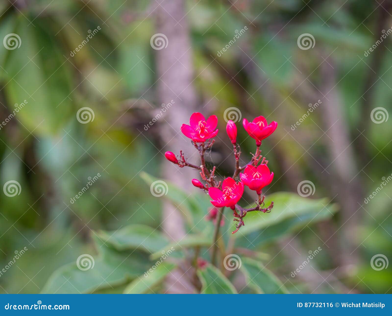 Cobweb Trapped by Red Flowers Stock Photo - Image of leaf, home: 87732116