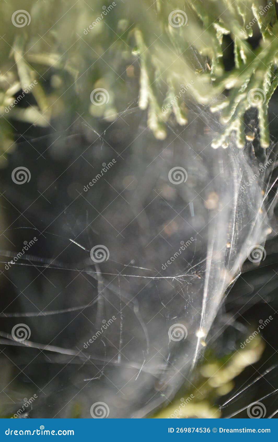 Cobweb on the tree stock photo. Image of spiderweb, closeup - 269874536