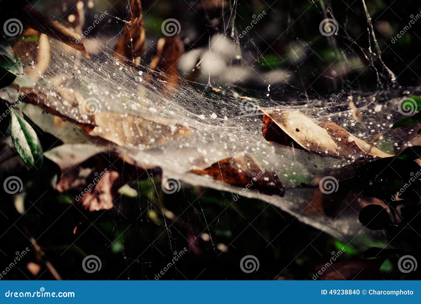 Cobweb on tree stock photo. Image of tree, beautiful - 49238840
