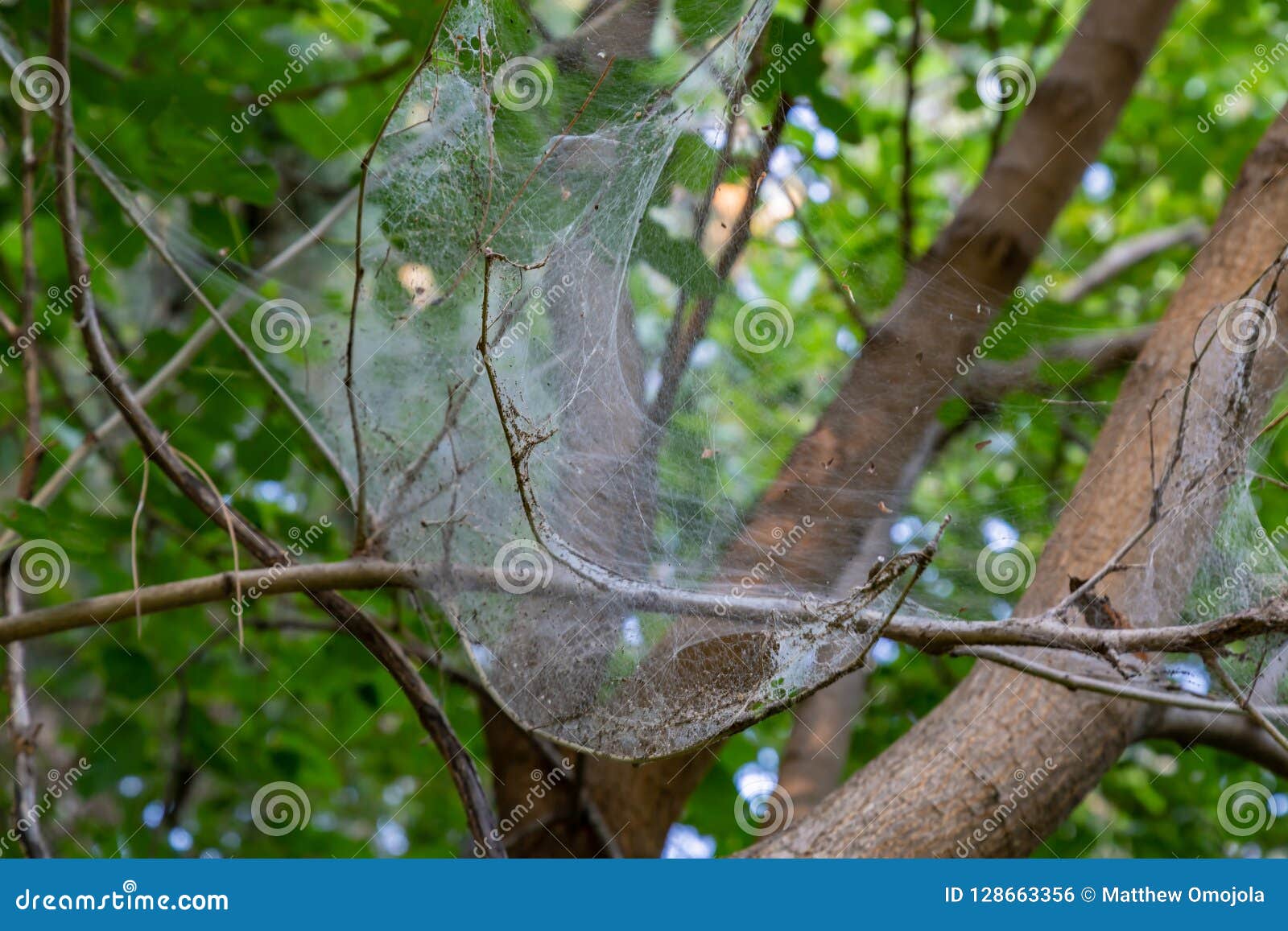 Cobweb on a Tree at a Park in Omaha Nebraska Stock Photo - Image of ...