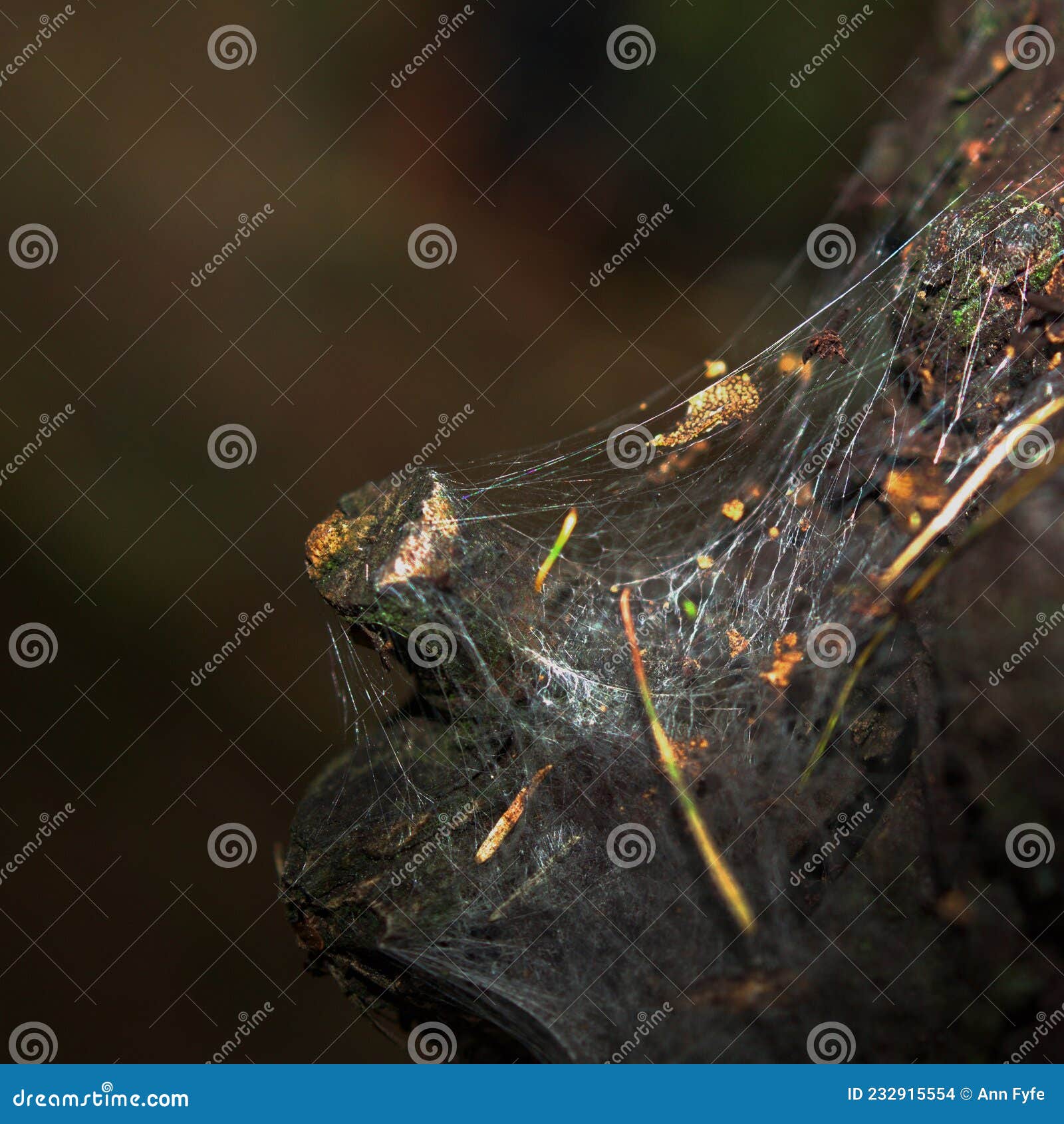 Cobweb on a tree stump stock photo. Image of animal - 232915554