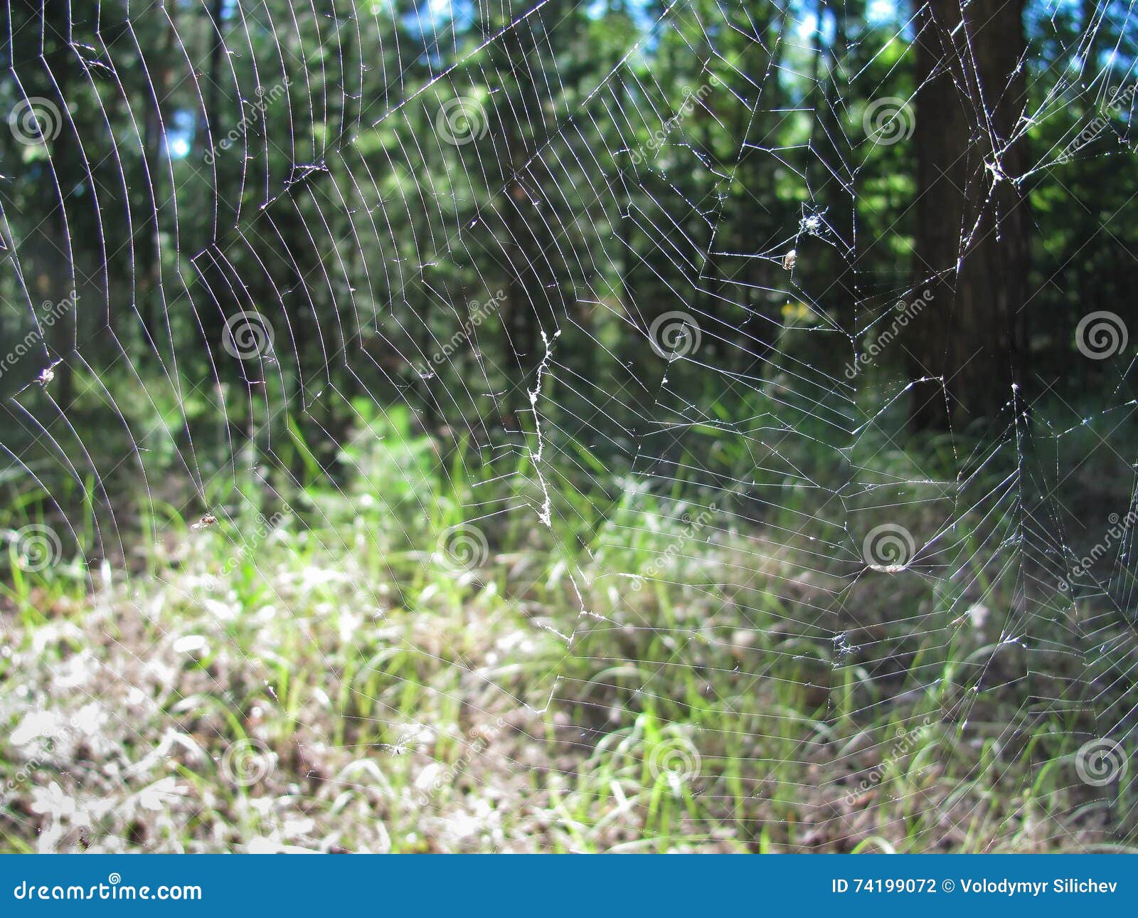 Cobweb between the Trees at the Forest Edge Stock Photo - Image of ...