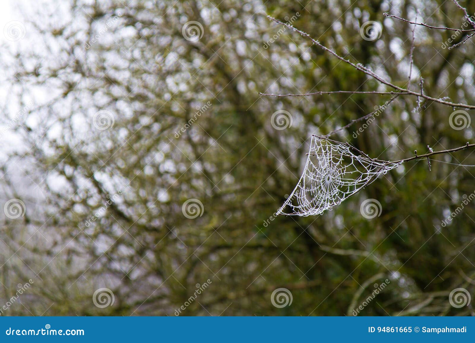 Cobweb in the trees stock image. Image of snow, forest - 94861665