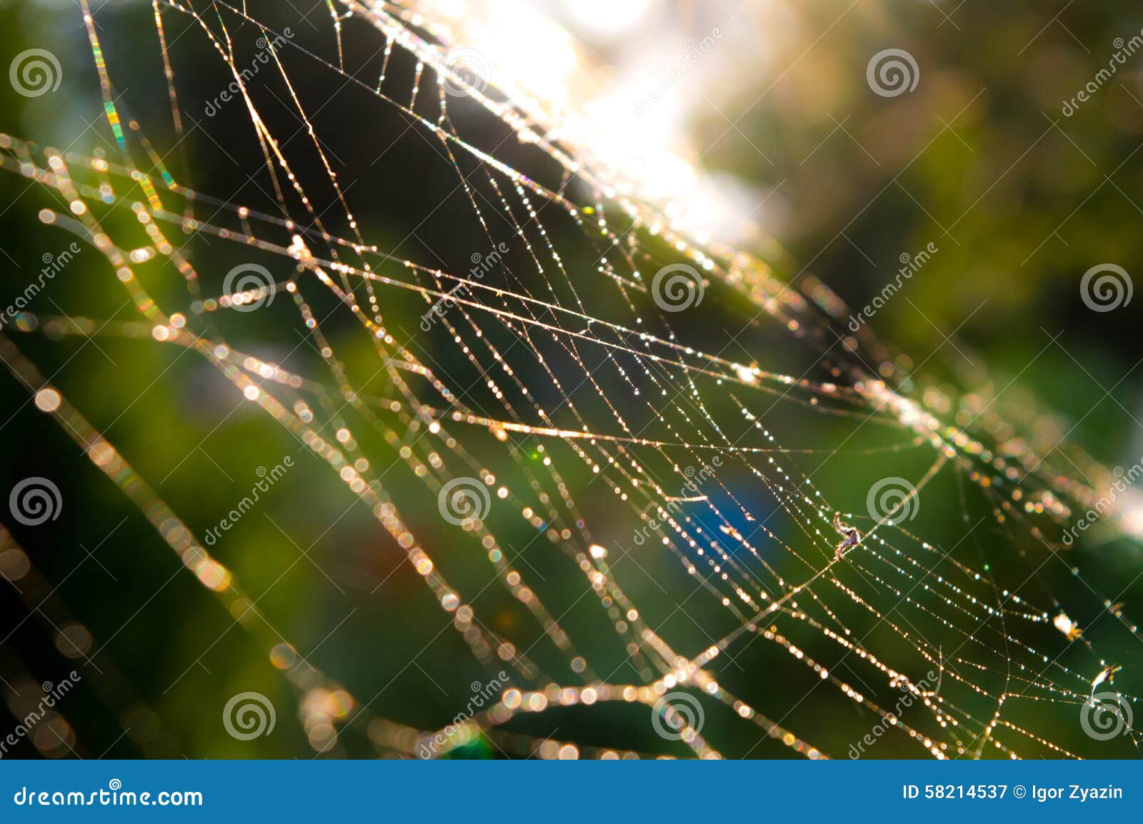 Cobweb stock image. Image of closeup, arts, network, natural - 58214537