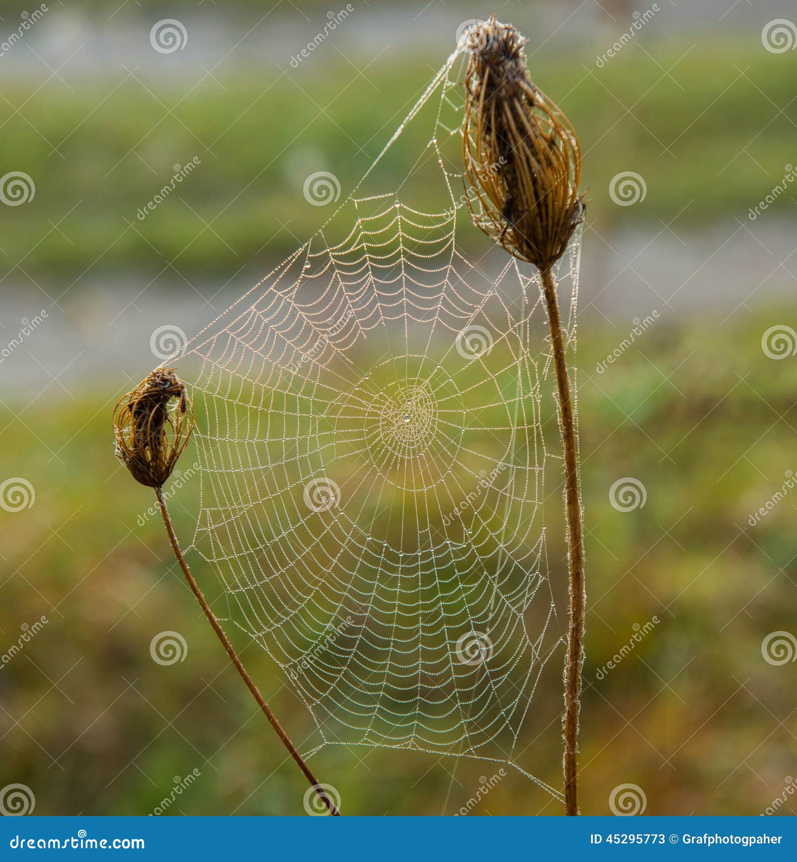 Cobweb stock image. Image of nature, closeup, outdoor - 45295773