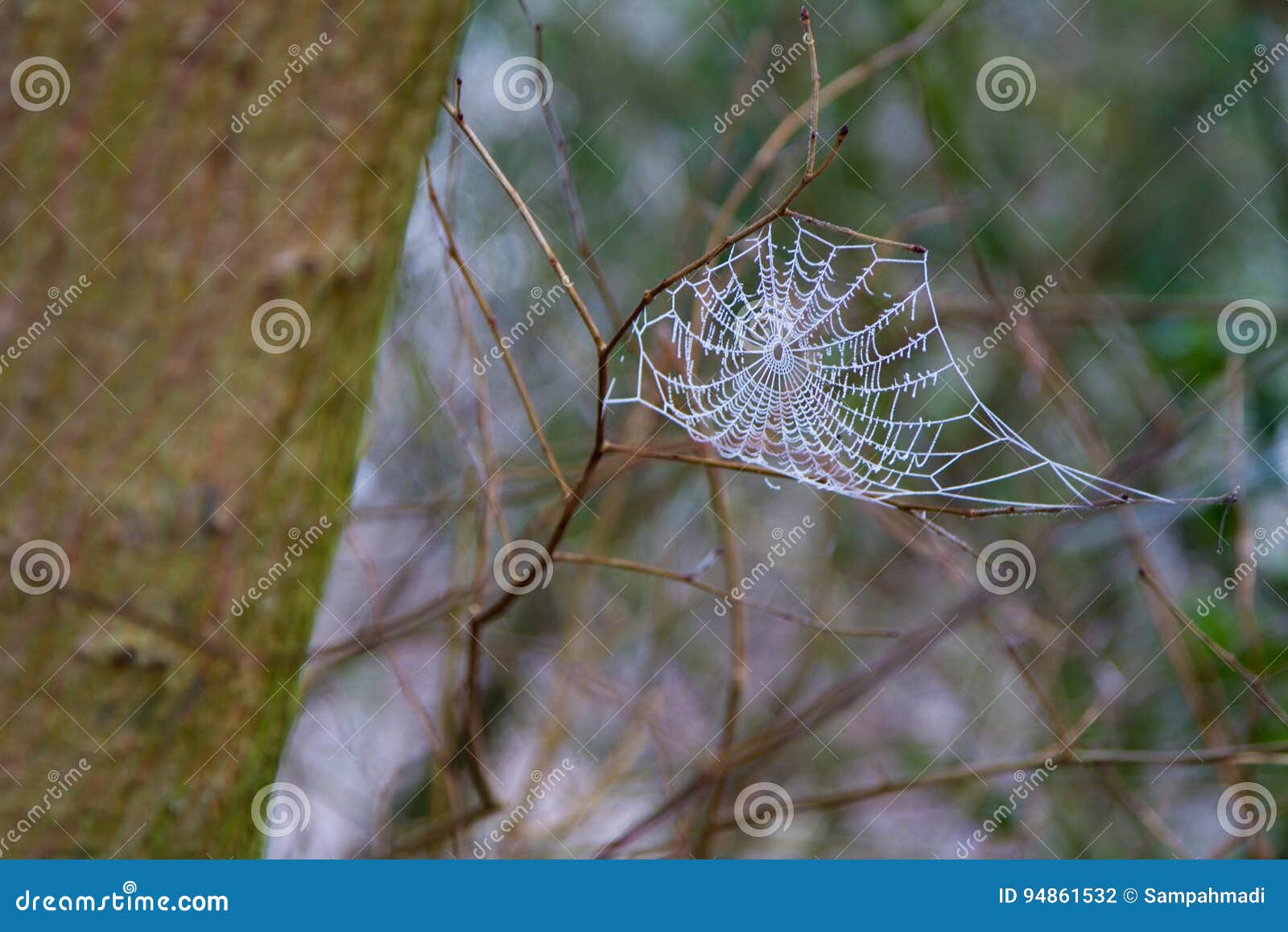 Cobweb in Winter stock photo. Image of spiderweb, branches - 94861532