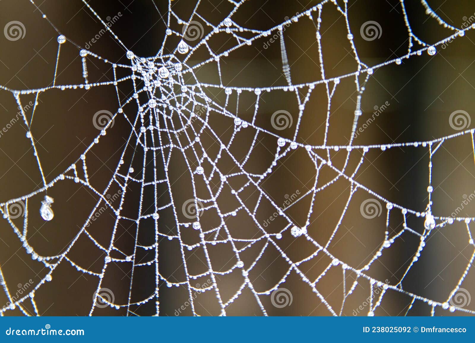 Cobweb Winter Mists in the Swamps of Emilia Romagna, Blanket of Damp ...