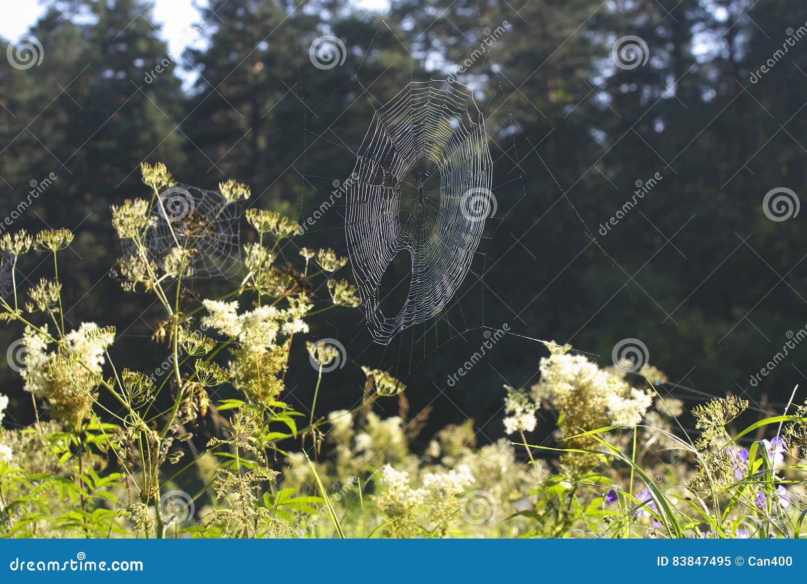 Cobweb in the woods. stock image. Image of autumn, detail - 83847495