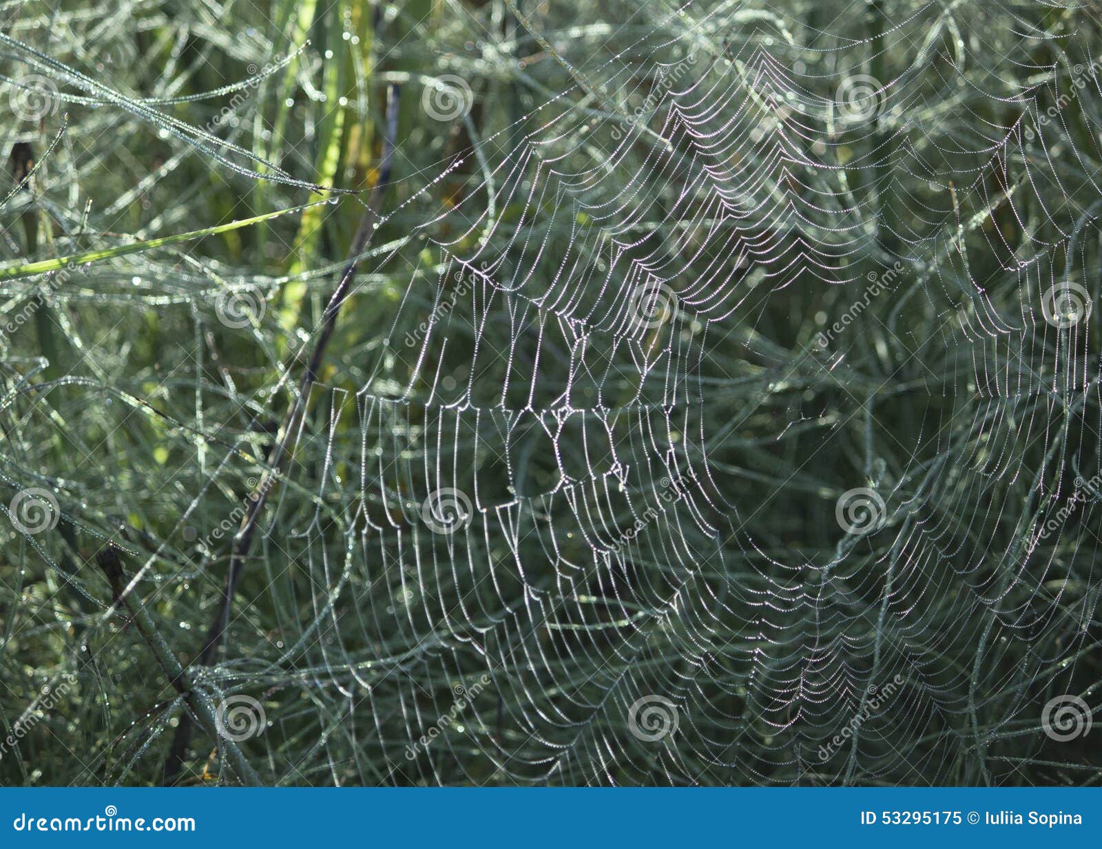 Cobweb in the woods stock image. Image of cobweb, sunny - 53295175