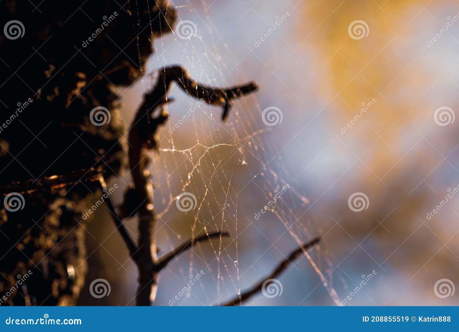 Cobweb on tree branches. stock image. Image of flora - 208855519