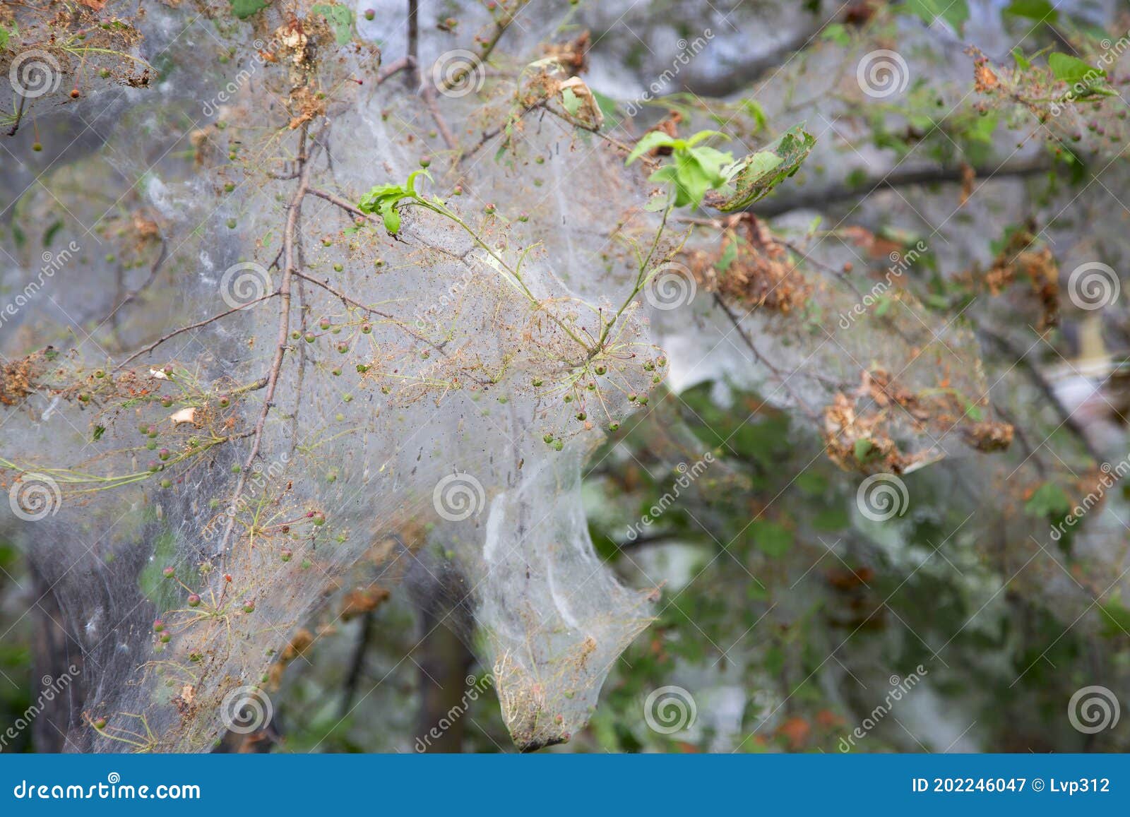 Cobweb-wrapped Tree Branches in a City Park. Stock Image - Image of ...