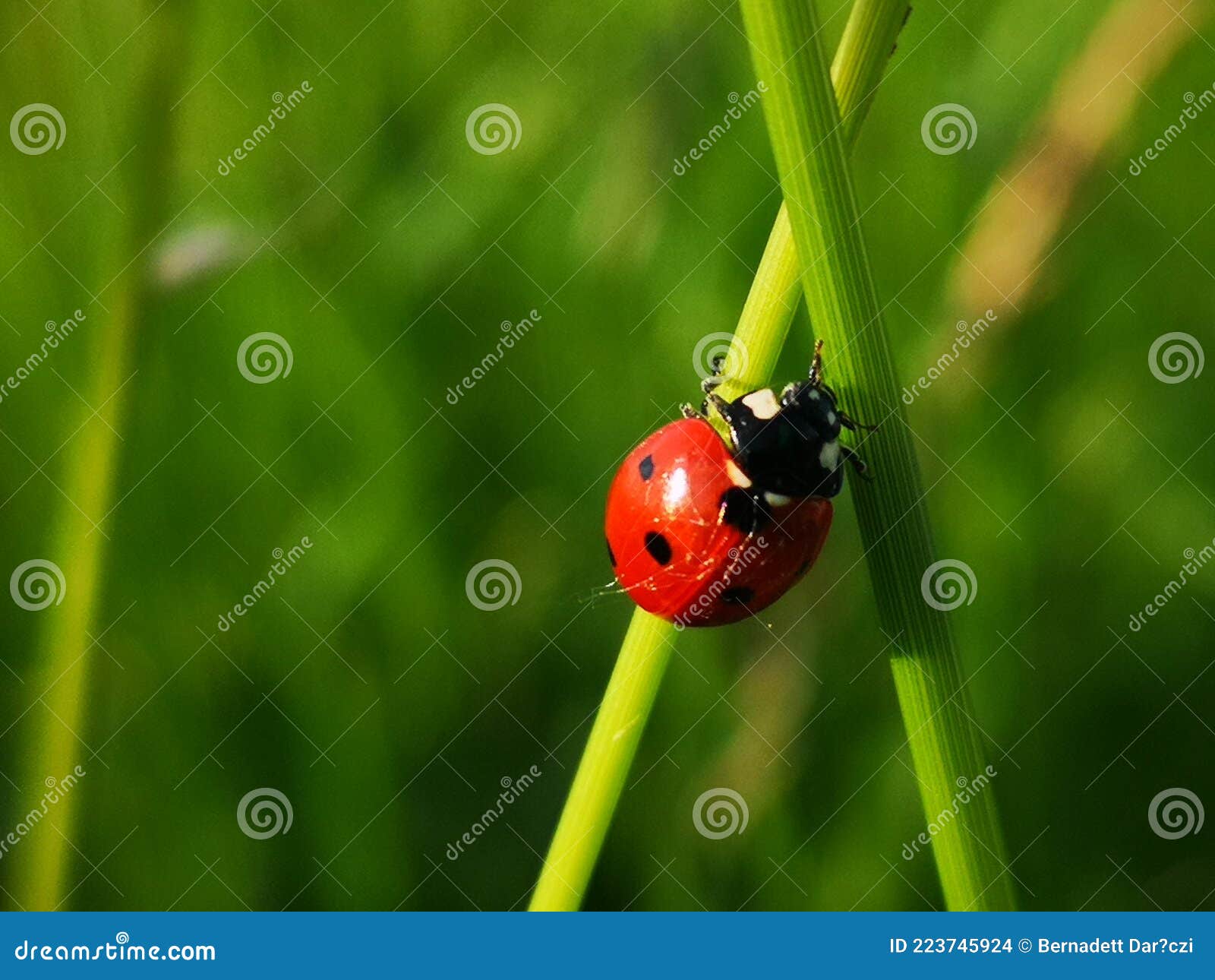 Cobwebbed ladybug stock photo. Image of cobwebbed, summer - 223745924