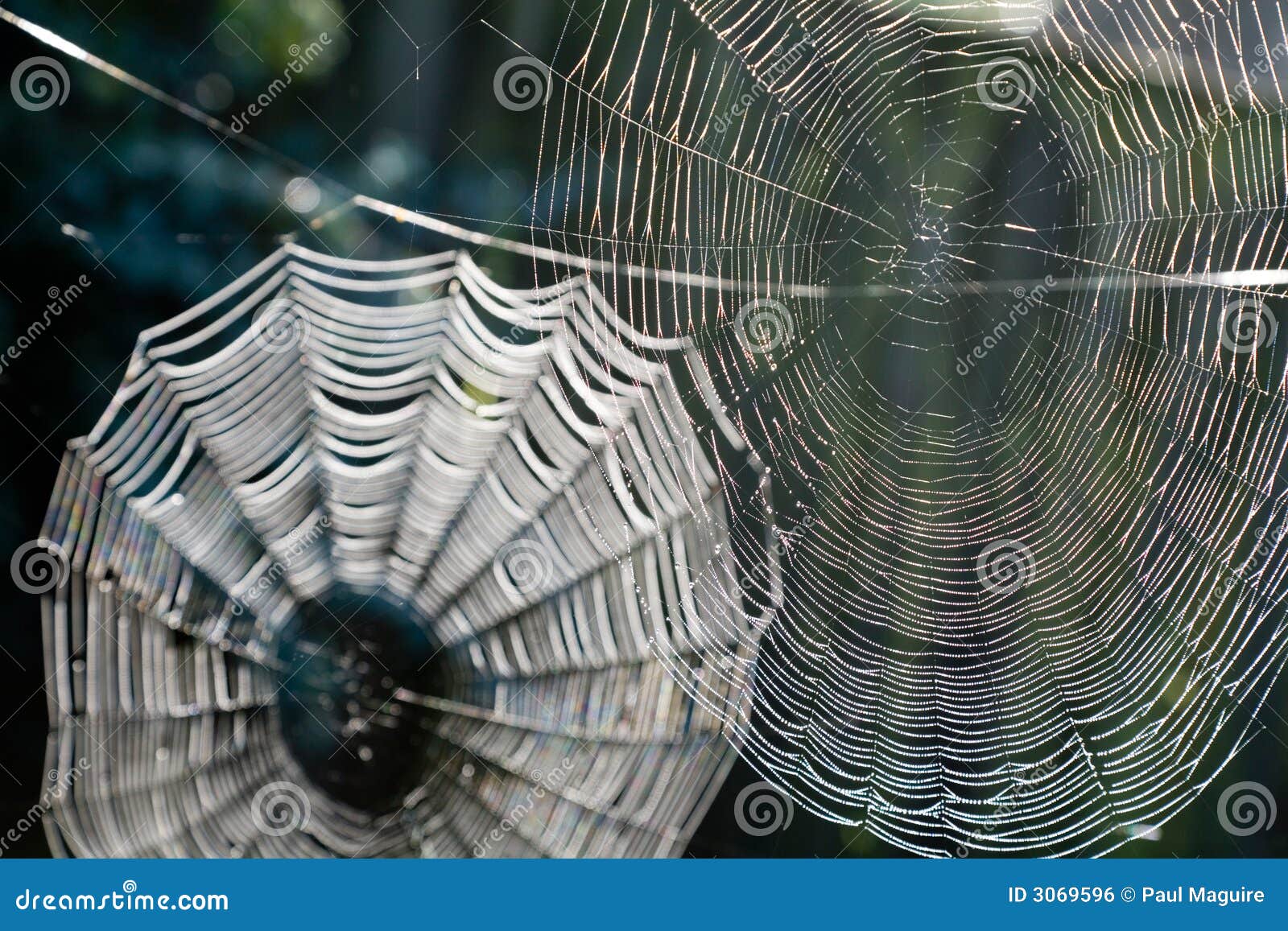 Cobwebs stock photo. Image of natural, details, backdrop - 3069596