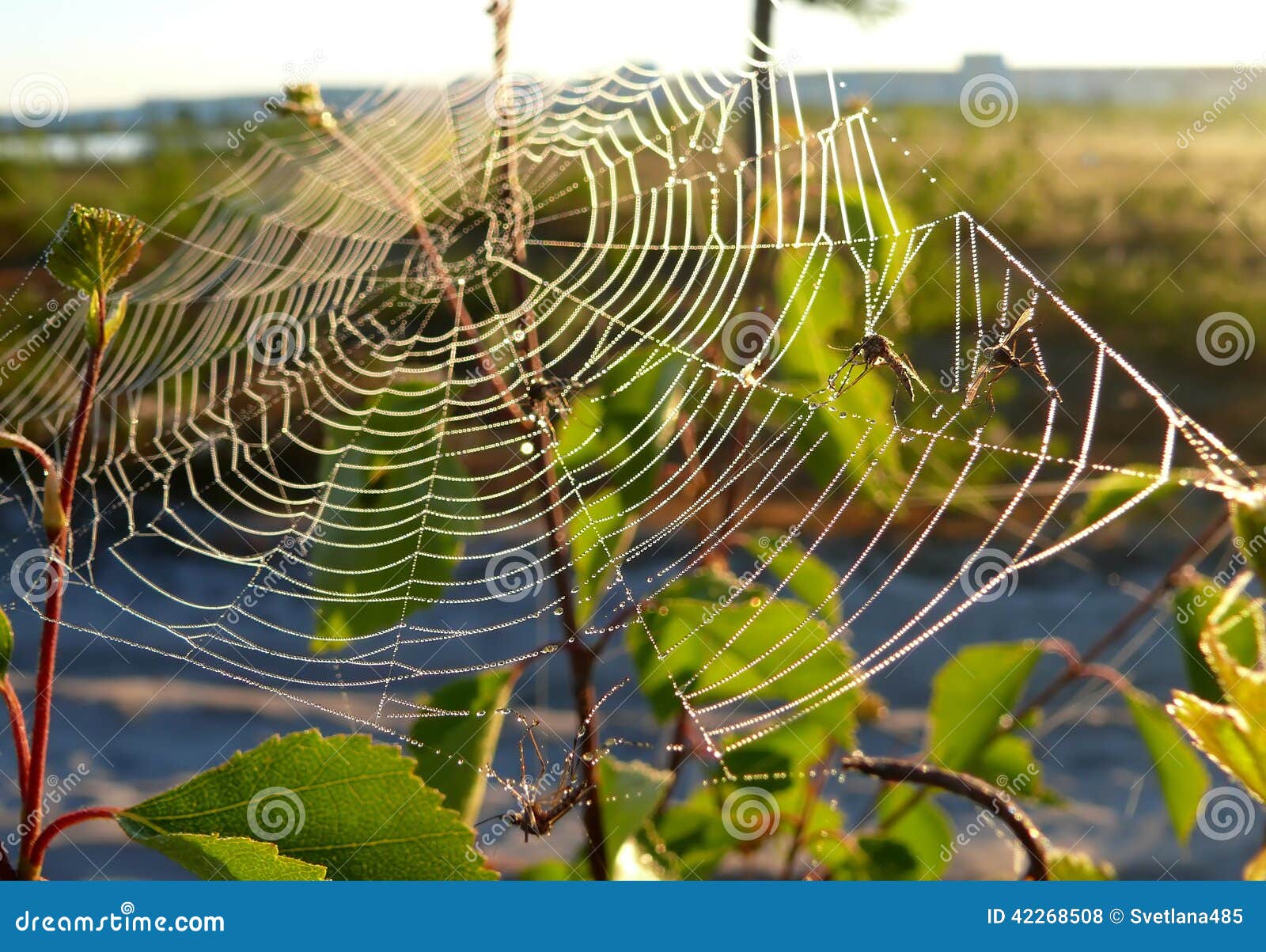 Cobwebs on the Branch. the Landscape of the Northern Nature. Stock ...