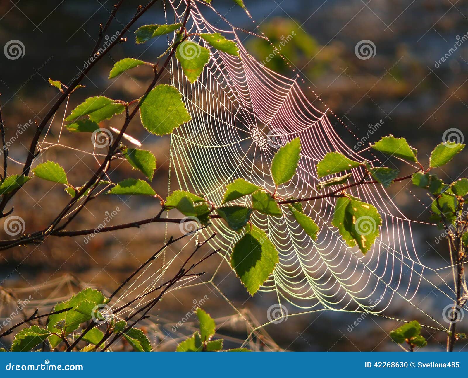 Cobwebs on the Branch. the Landscape of the Northern Nature. Stock ...