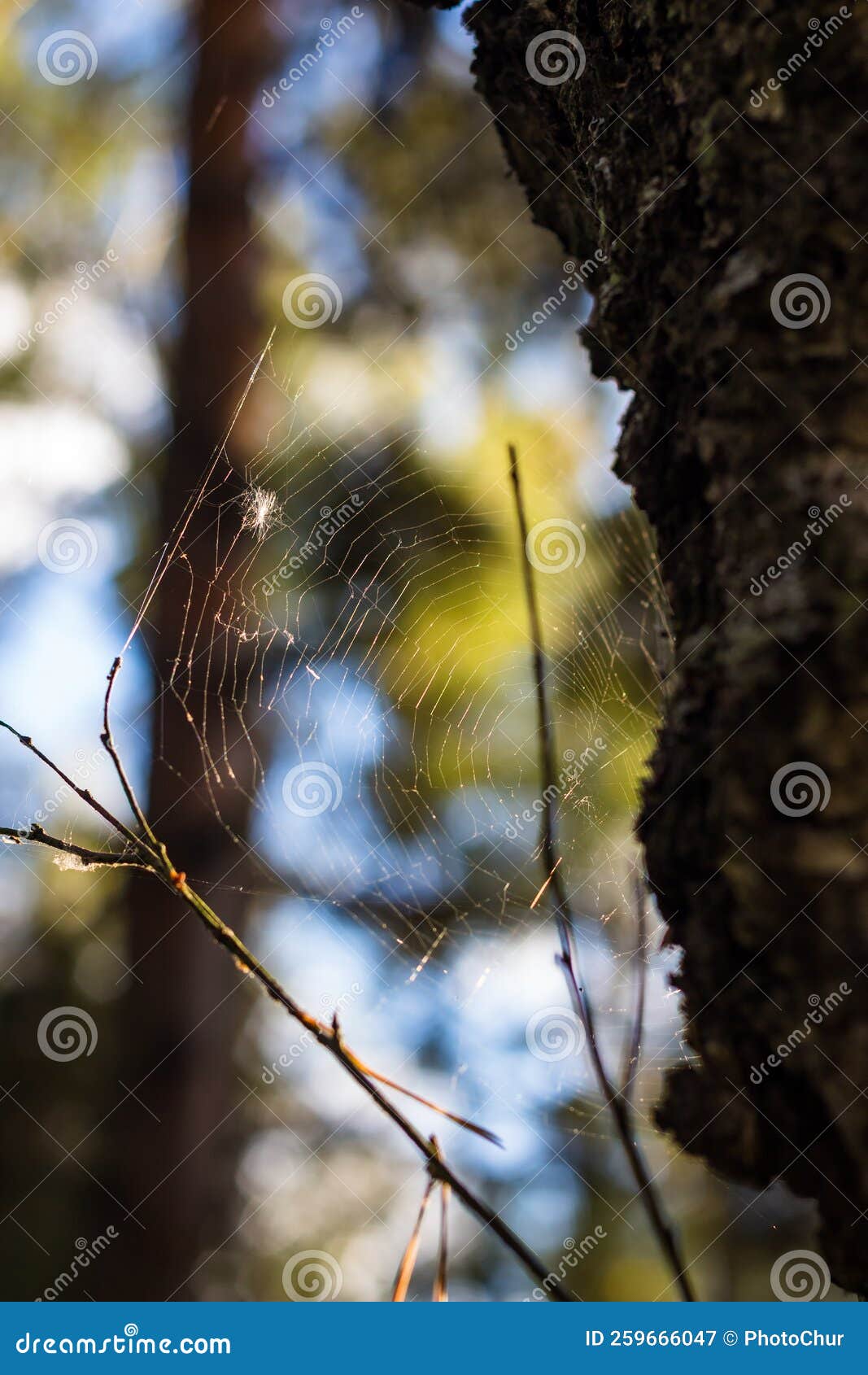 Cobwebs on Branches in the Forest Stock Image - Image of outdoor, macro ...