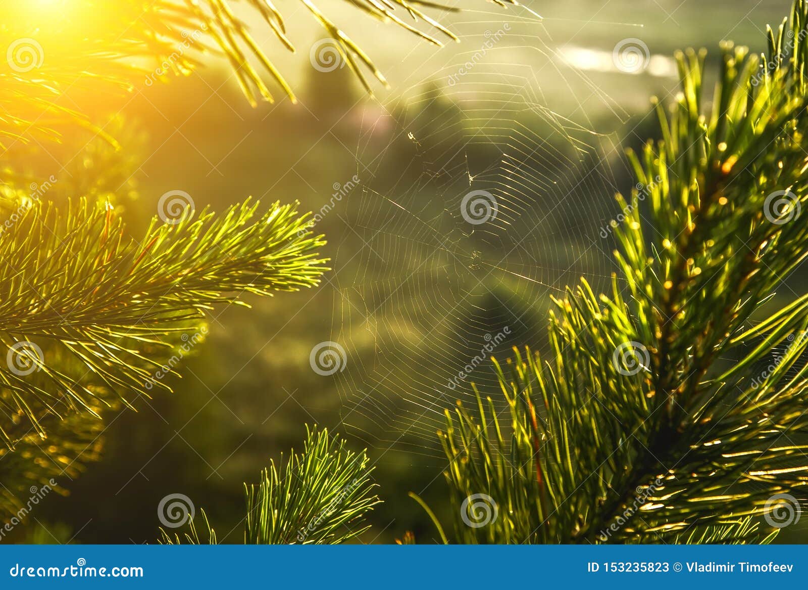 Cobwebs in Branches of Spruce on a Background of Blurred the River and ...