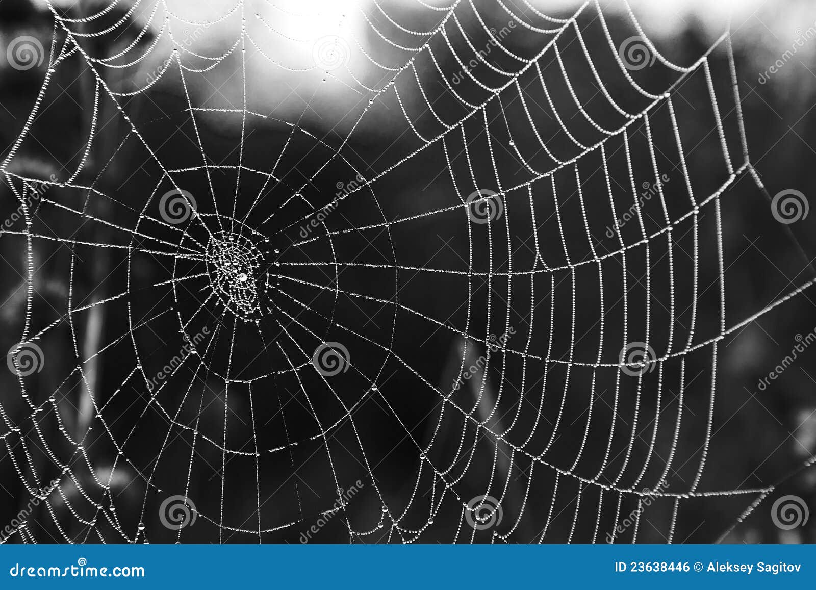 Cobwebs with dew stock photo. Image of drops, macro, reflections - 23638446