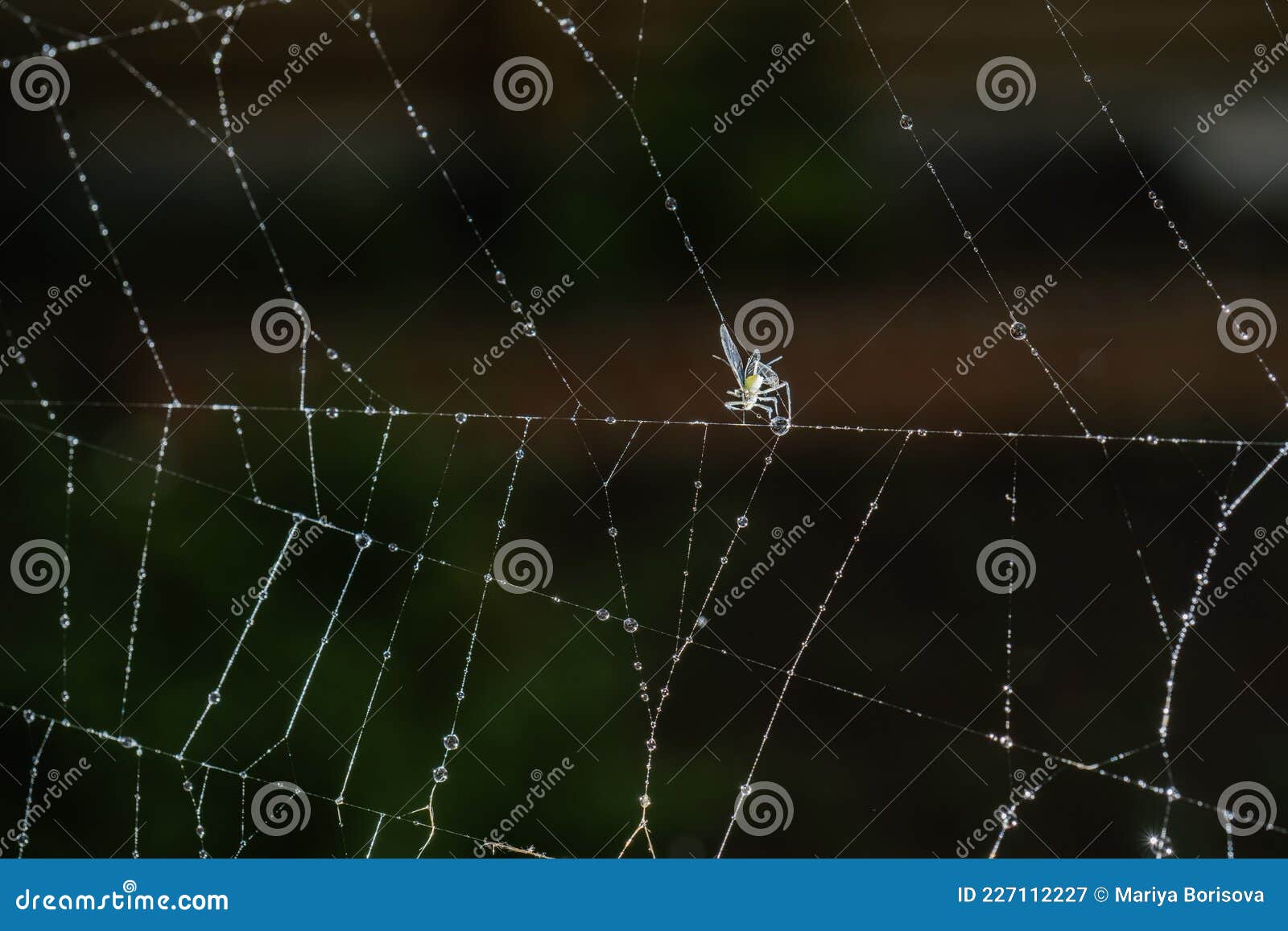 Cobwebs with Drops after the Morning Rain. Stock Image - Image of rain ...
