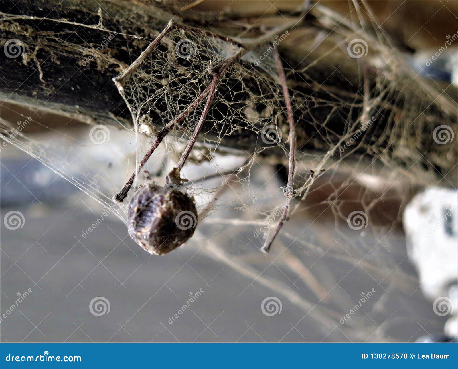 Cobwebs stock photo. Image of float, abstract, black - 138278578