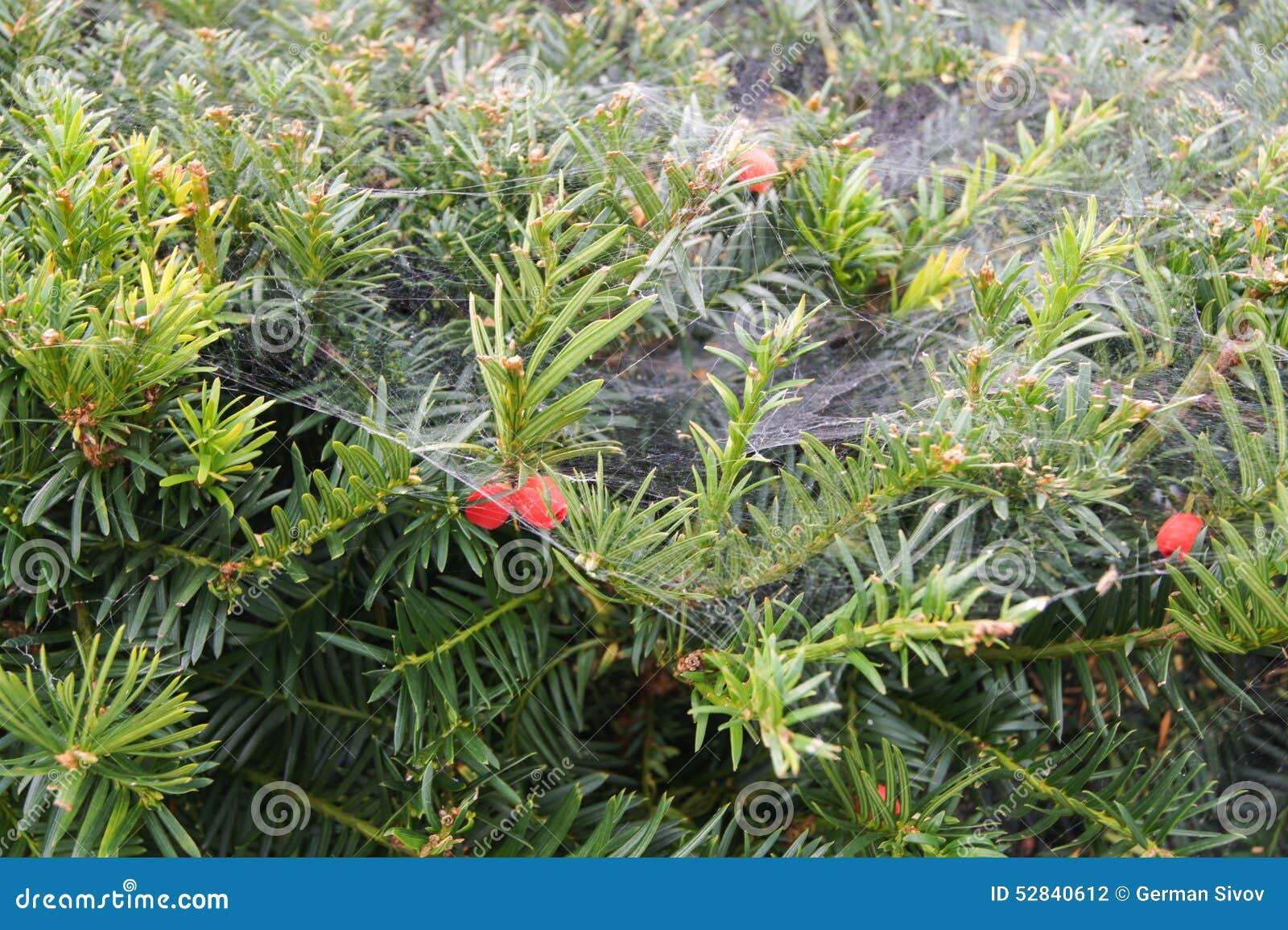 The cobwebs stock photo. Image of silk, backgrounds, flower - 52840612