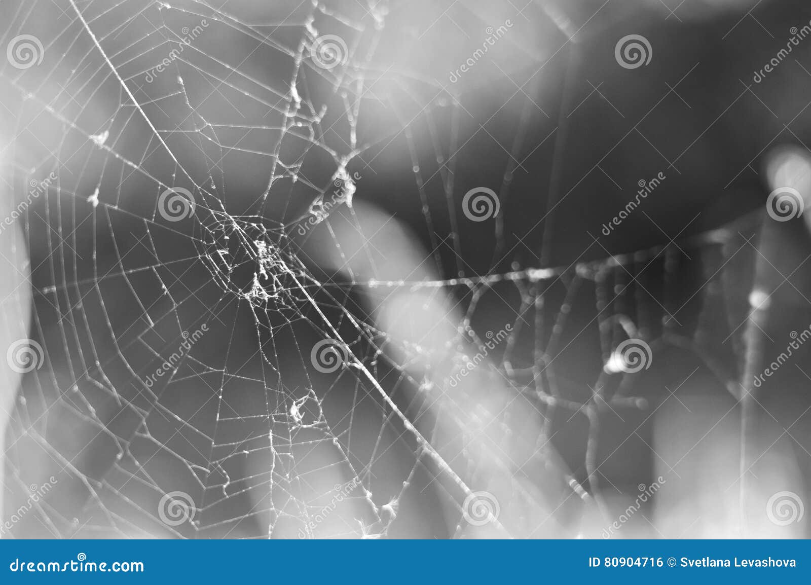 Cobwebs on a Grey Background Stock Photo - Image of spider, insects ...