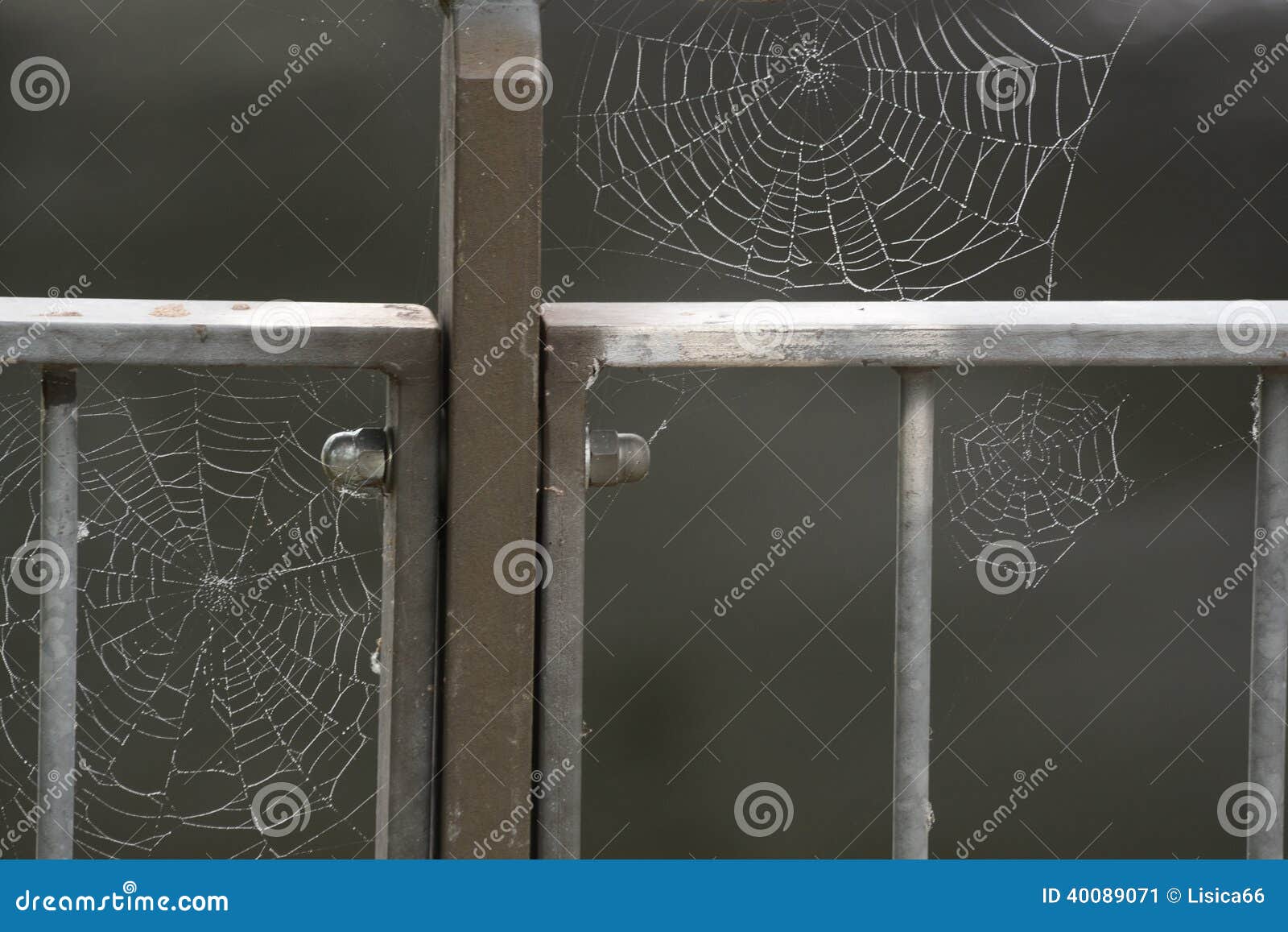 Cobwebs on the iron fence stock image. Image of fence - 40089071
