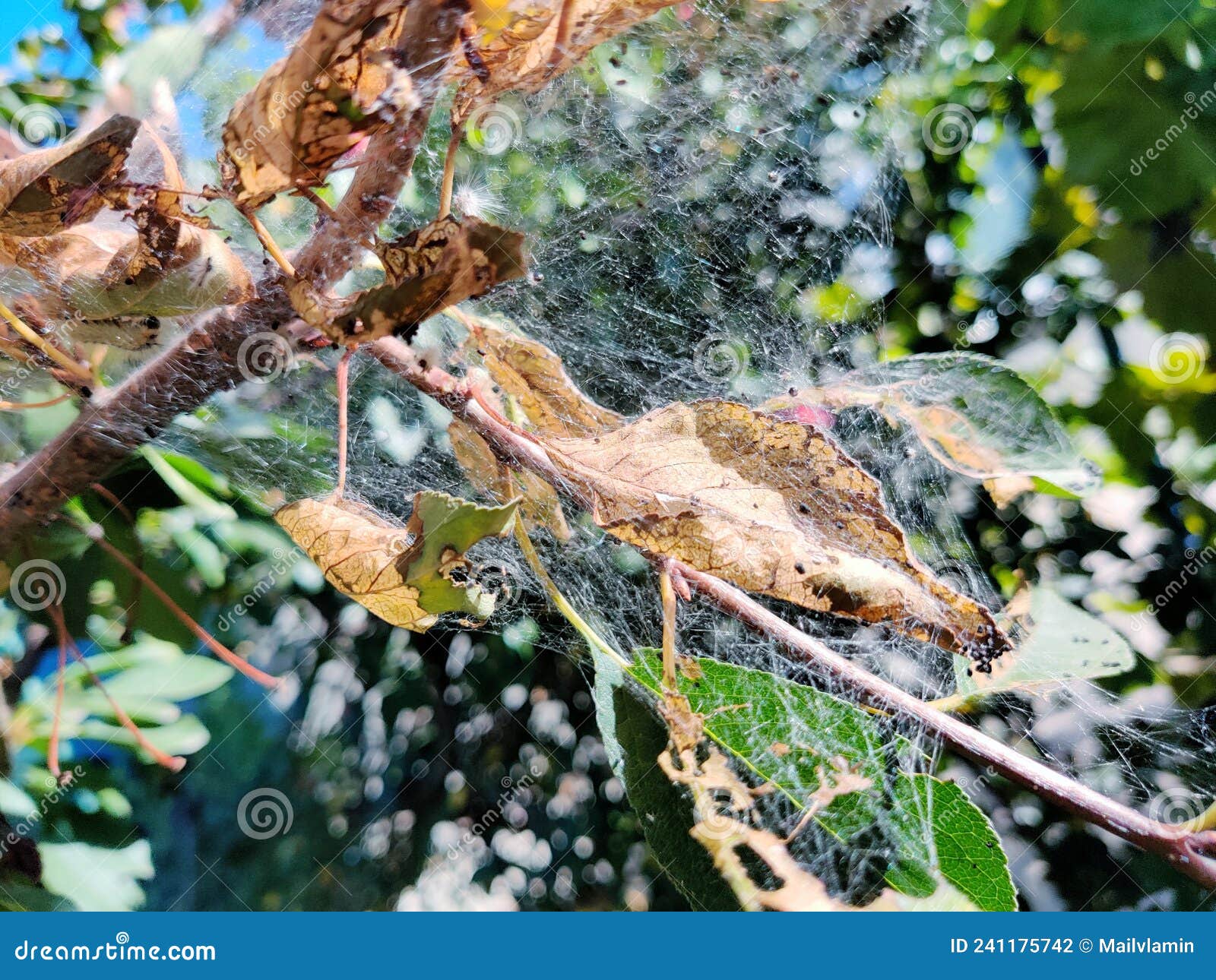 Cobwebs on the Leaves of a Tree in an Orchard Stock Photo - Image of ...