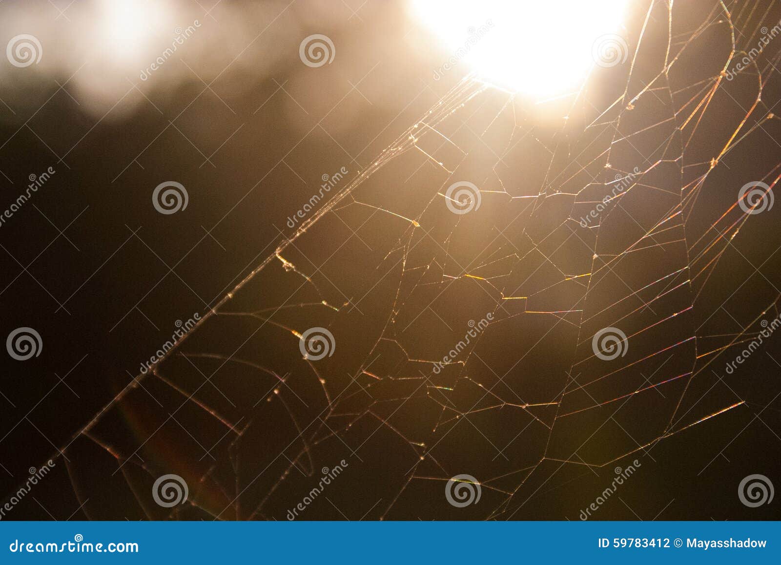 Cobwebs stock photo. Image of cobwebs, insects, illuminated - 59783412