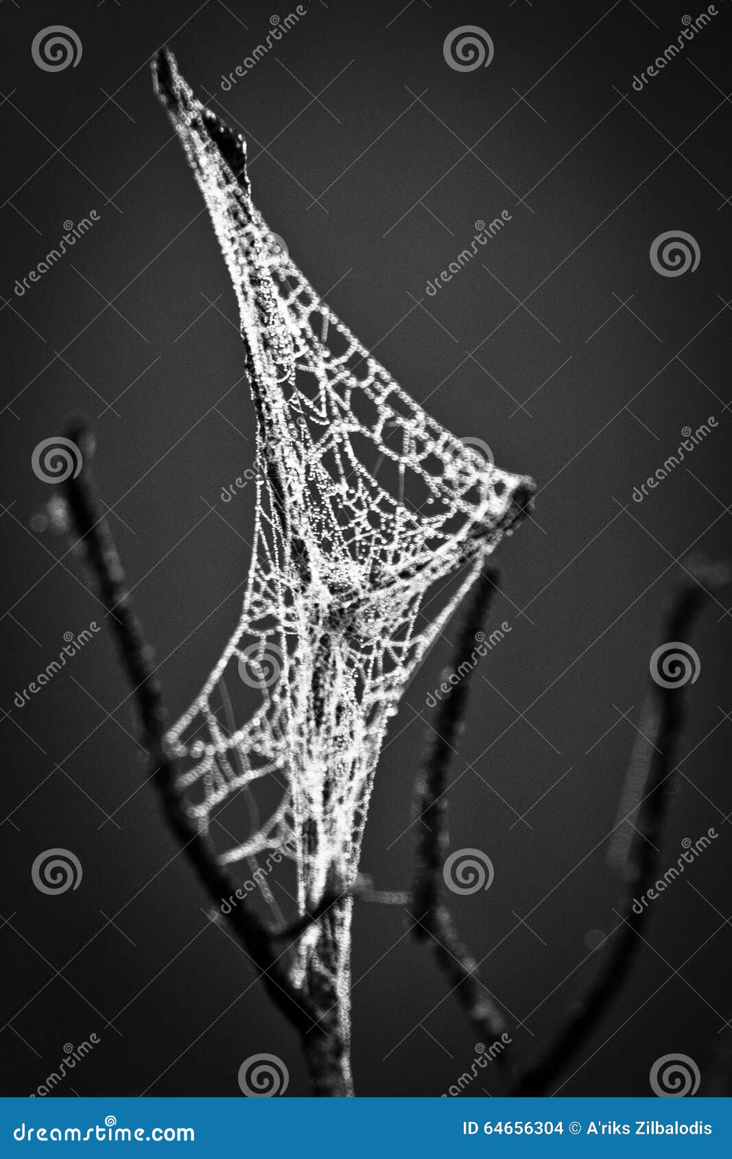 Cobwebs on a Natural Background Stock Photo - Image of autumn, abstract ...