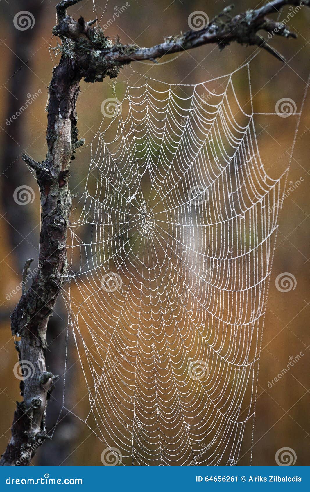 Cobwebs on a Natural Background Stock Image - Image of background ...